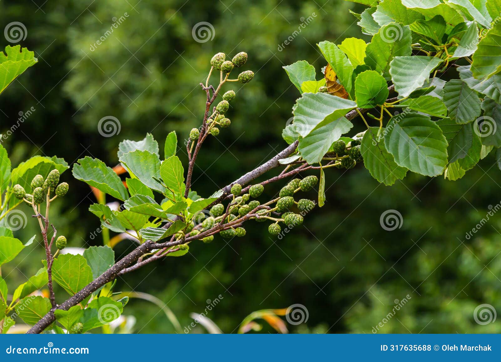 Speckled Alders Spread Their Seed through Cone-like Structures Stock ...