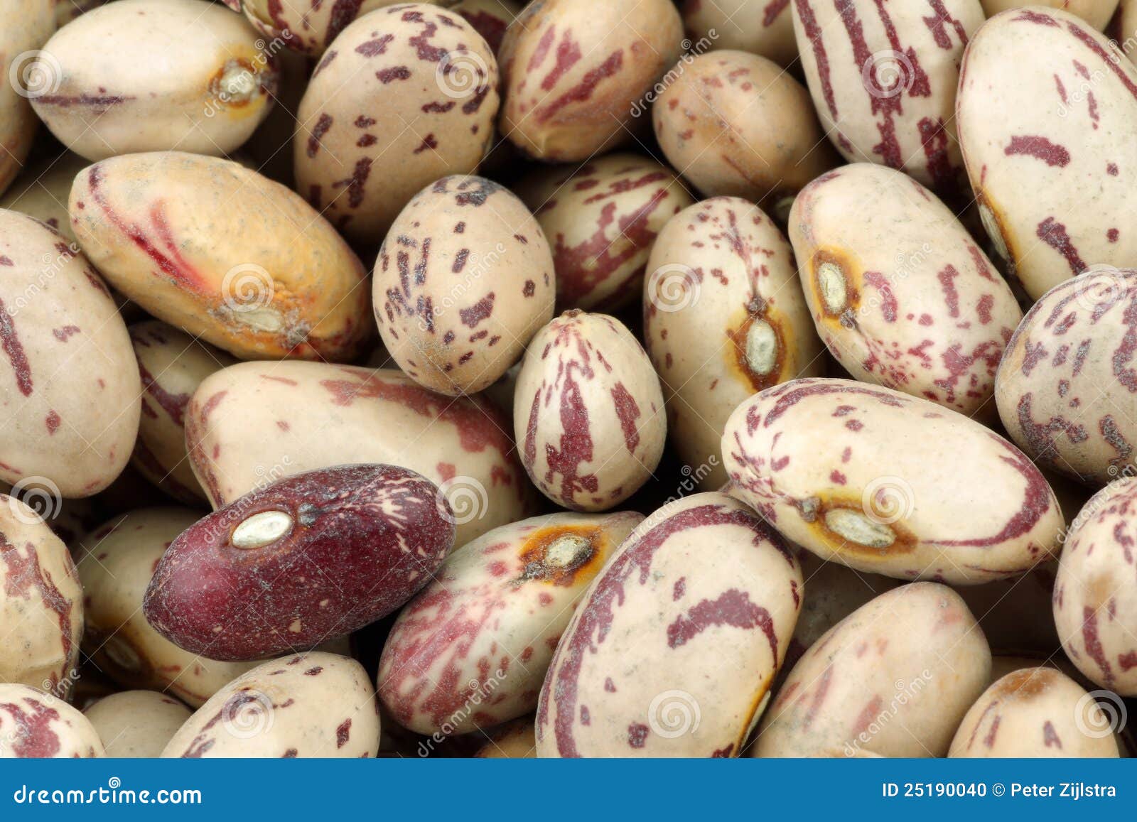 Speckled beans stock photo. Image of brown, purple, agriculture - 25190040