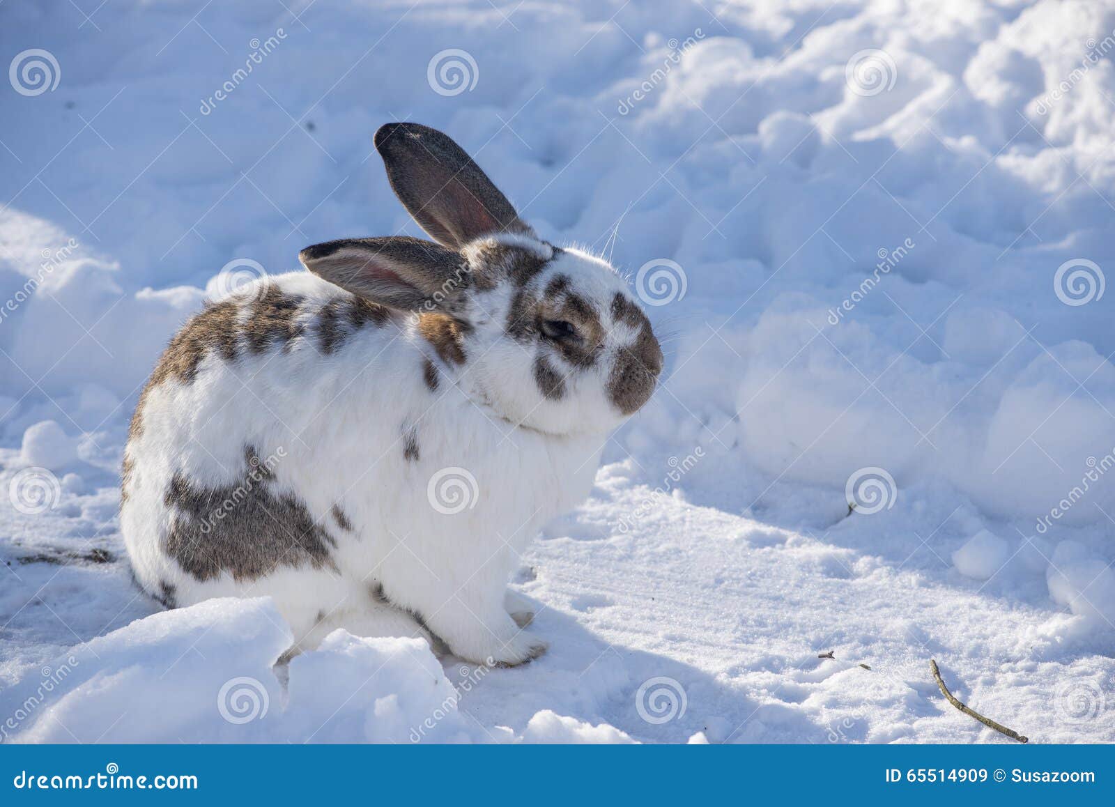 Speckled Bunny Sitting in Snowy Garden Stock Image - Image of garden ...