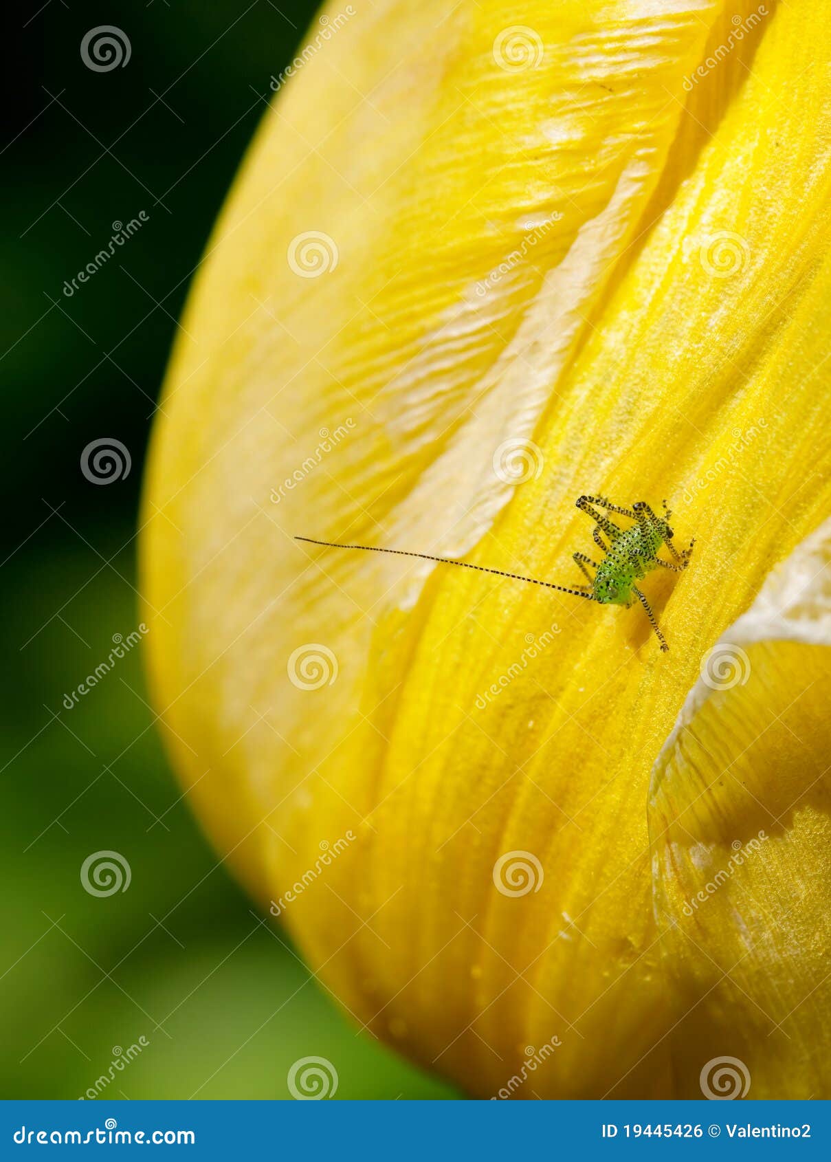Speckled bush cricket baby stock photo. Image of nature - 19445426