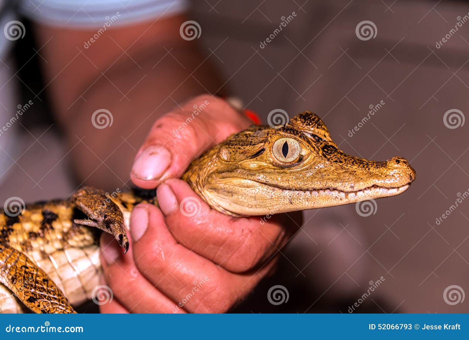 Speckled Caiman stock image. Image of teeth, nature, smooth - 52066793