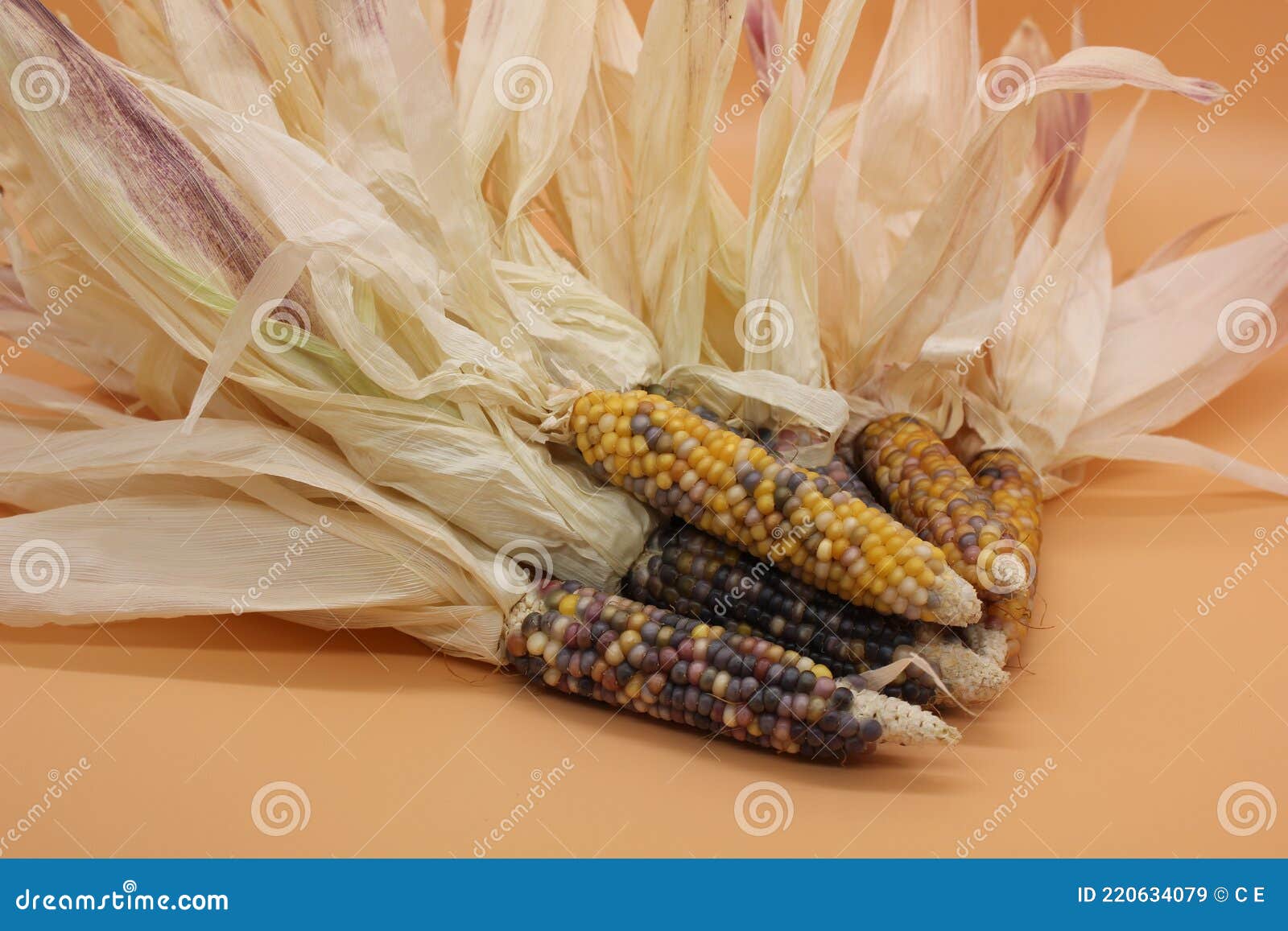 Speckled Corn on the Cob stock image. Image of organisms - 220634079