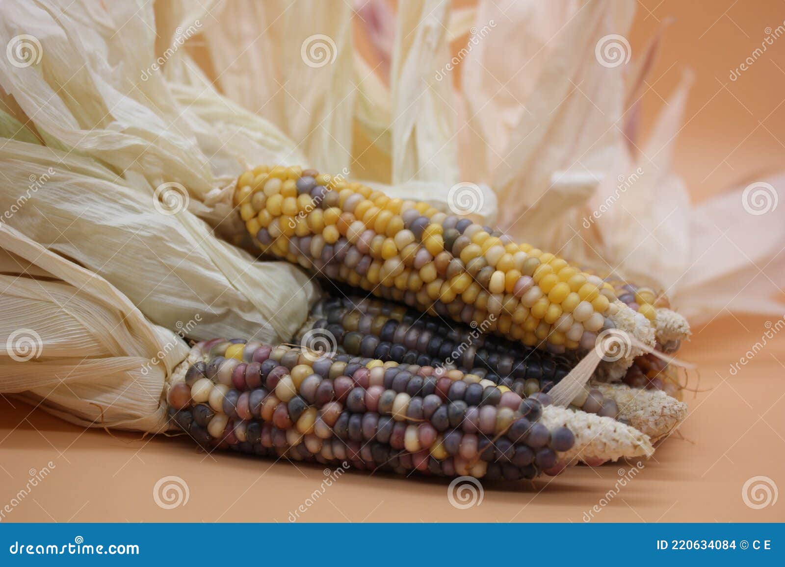 Speckled Corn on the Cob stock photo. Image of natural - 220634084