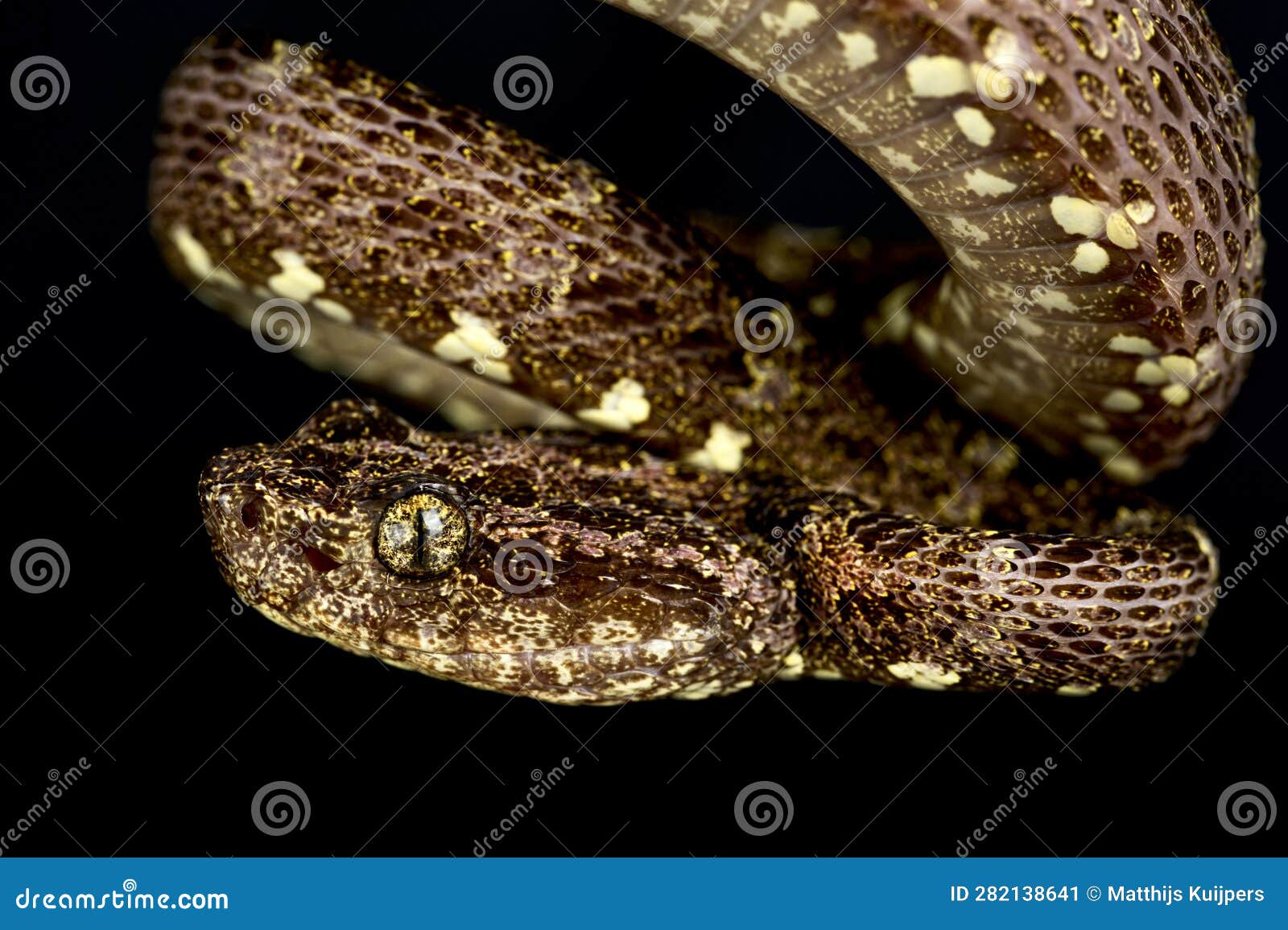 Speckled Forest Pit Viper (Bothrops Taeniata) Stock Image - Image of ...