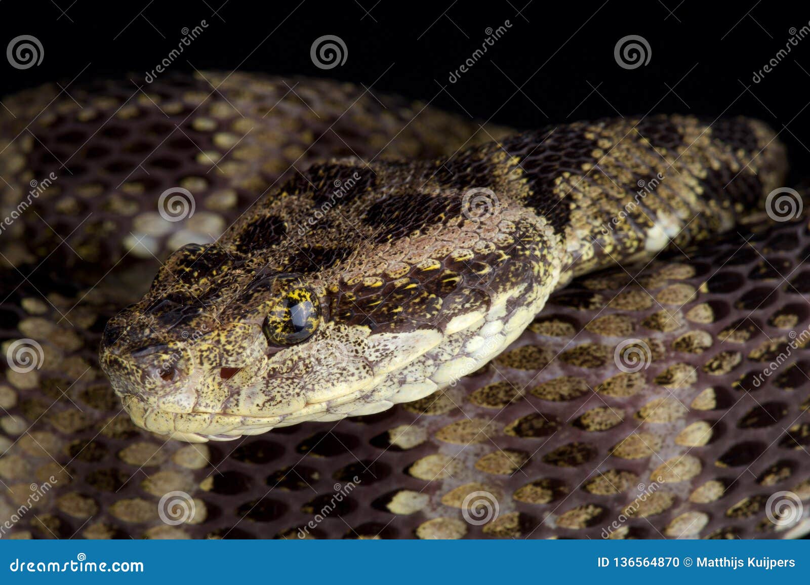 Bothrops Species Snake Camouflaged Stock Image | CartoonDealer.com ...