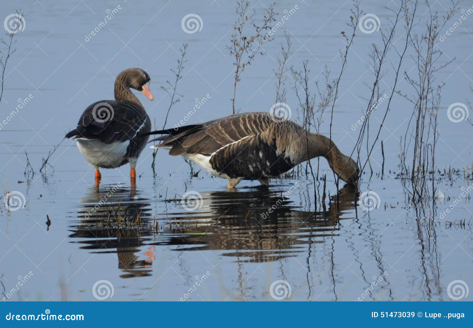 Speckled Geese stock image. Image of river, geese, speckled - 51473039