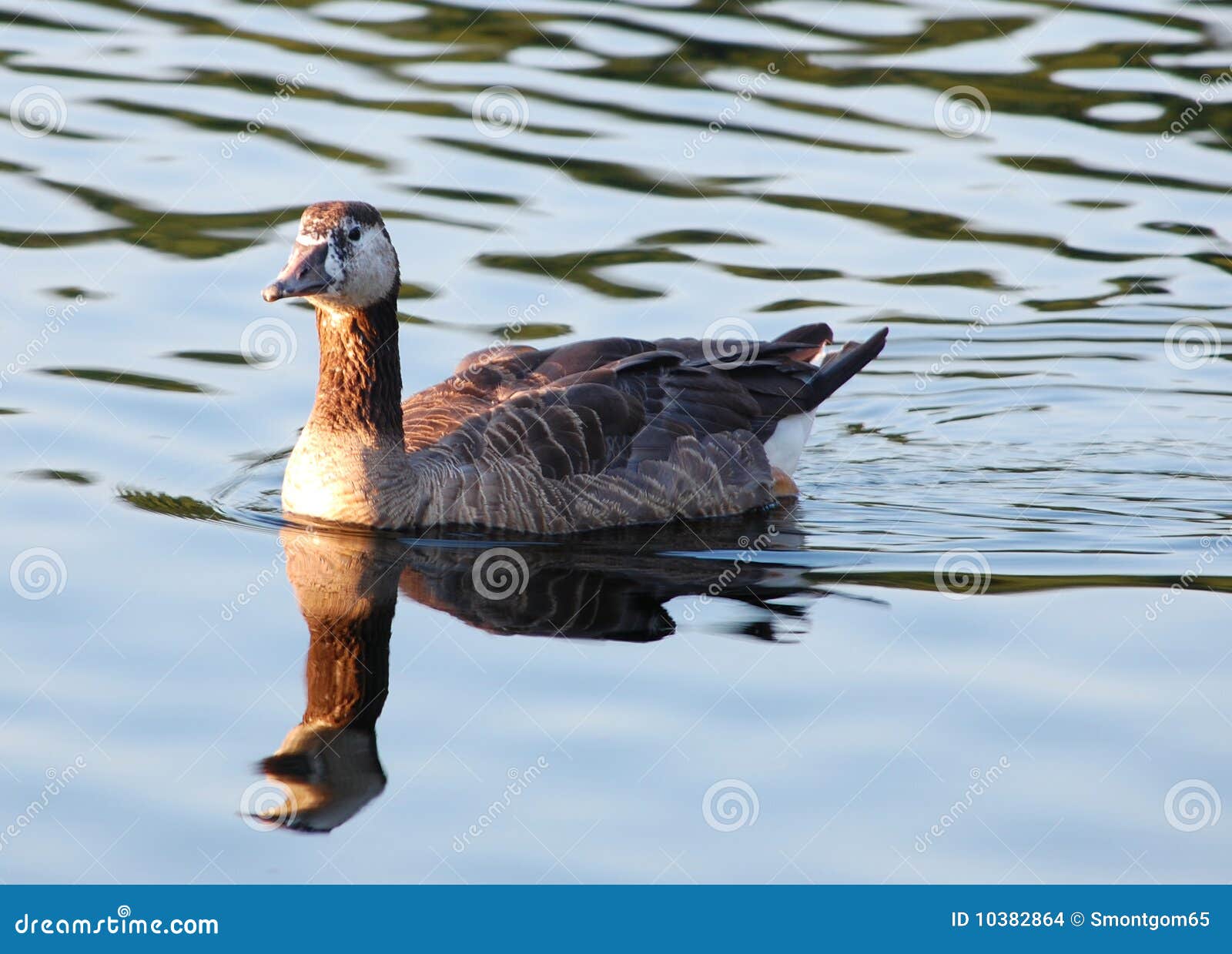 Speckled goose in water stock photo. Image of fauna, aquatic - 10382864