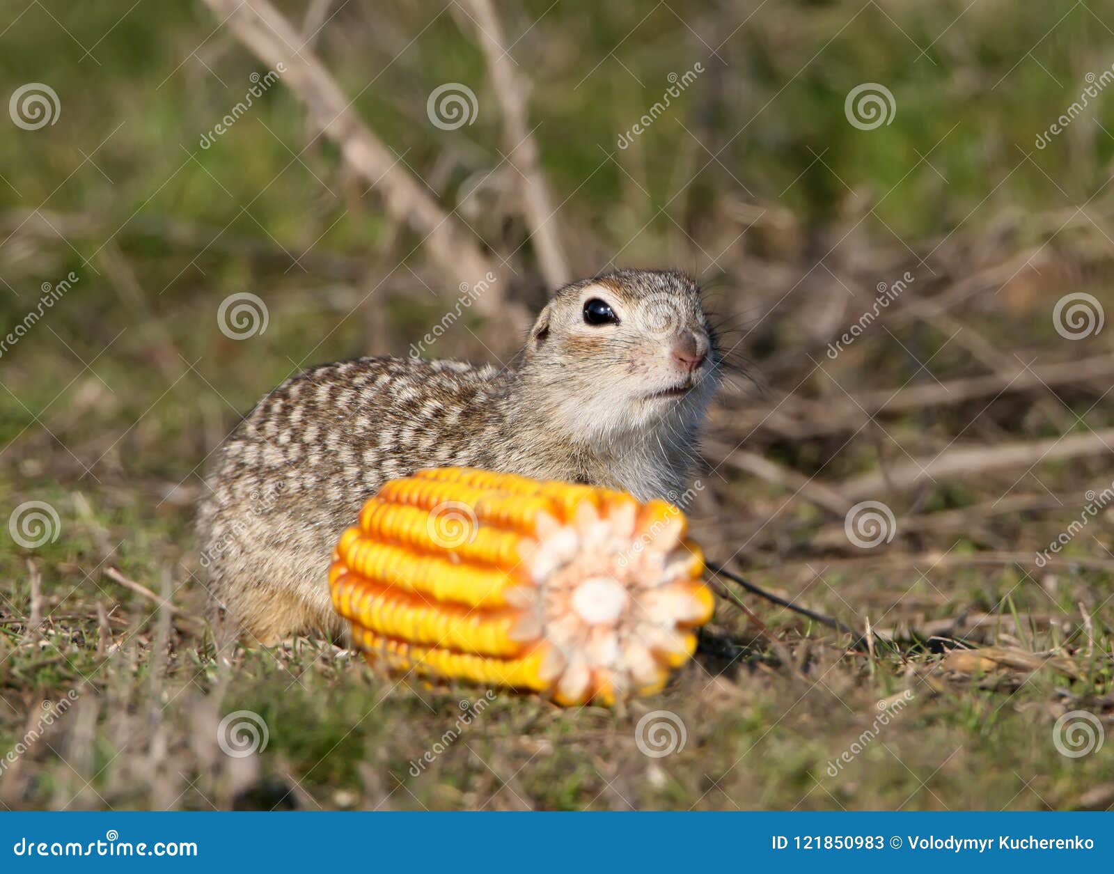 The Speckled Ground Squirrel Or Spotted Souslik Spermophilus Suslicus ...