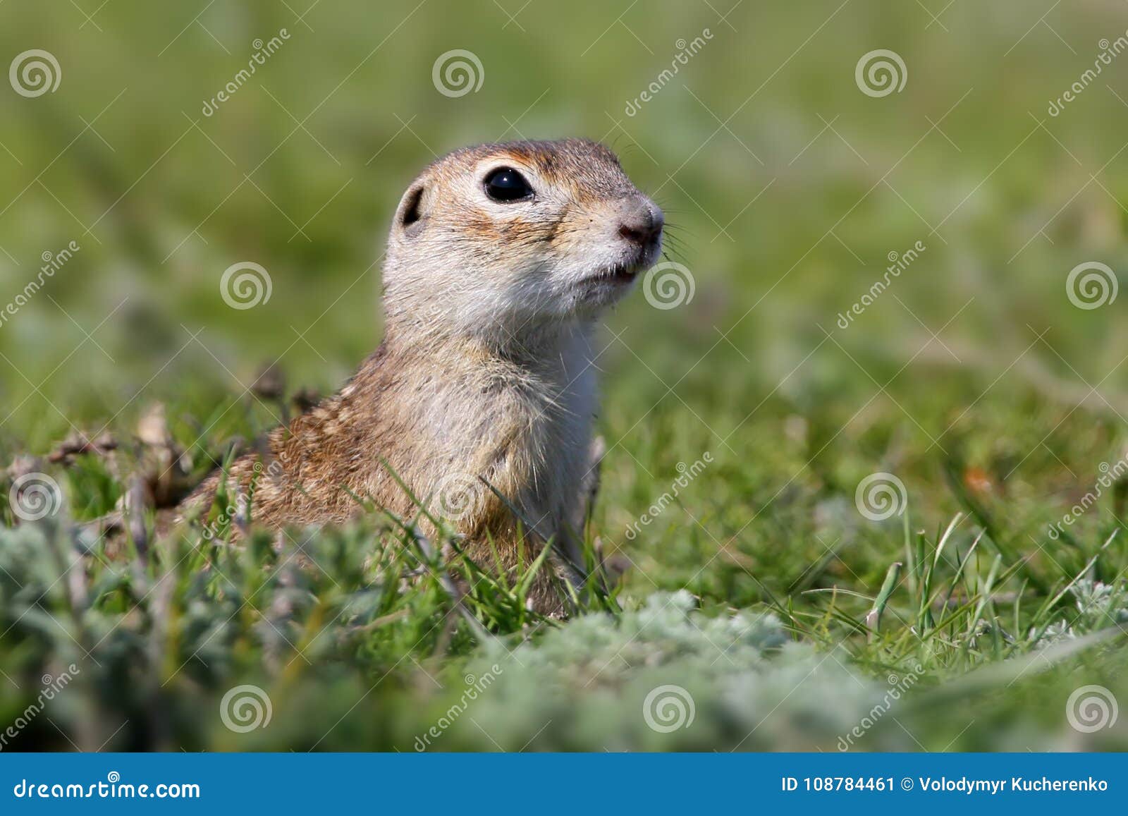 The Speckled Ground Squirrel Or Spotted Souslik Spermophilus Suslicus ...