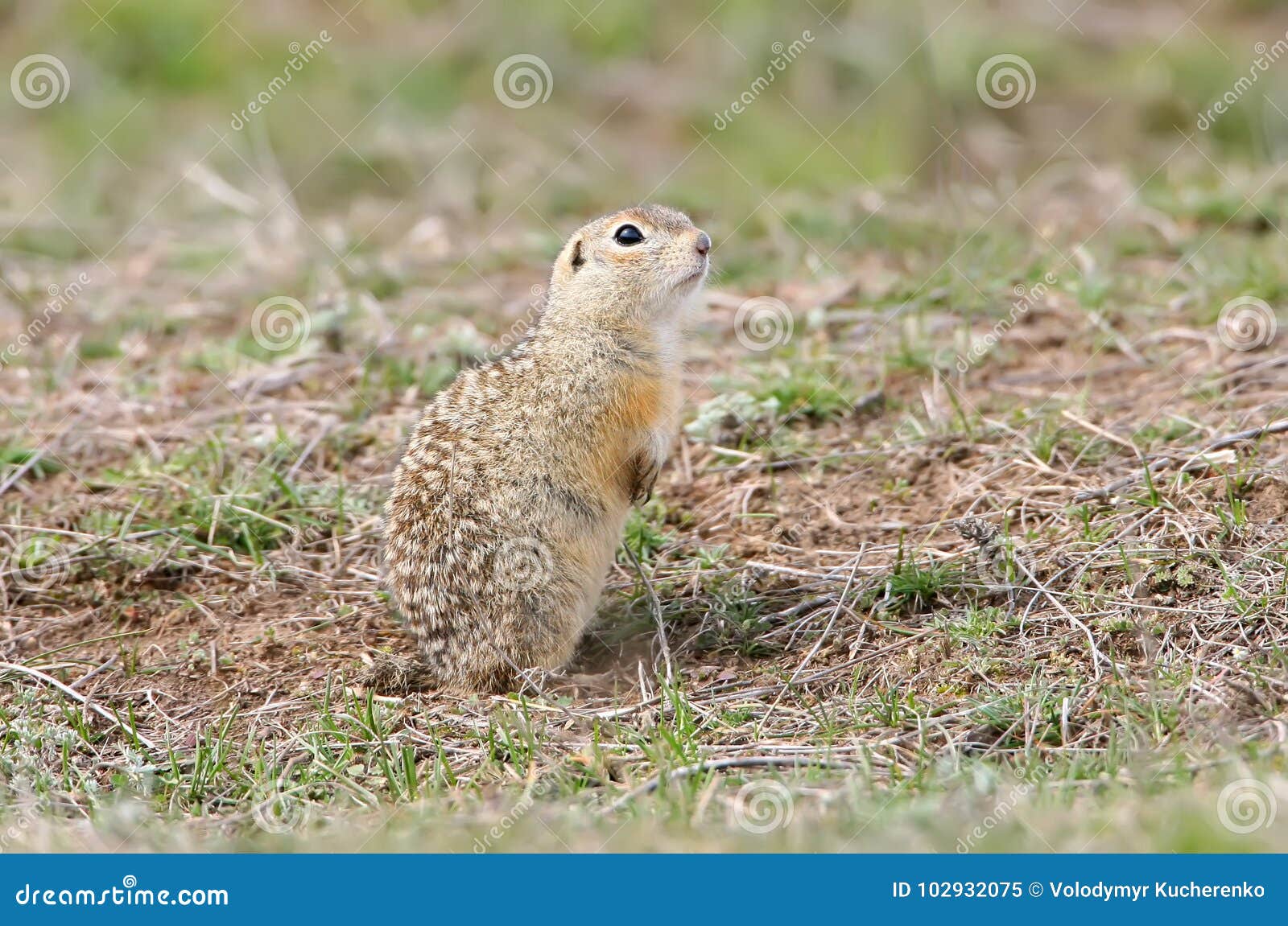 The Speckled Ground Squirrel or Spotted Souslik Spermophilus Suslicus ...