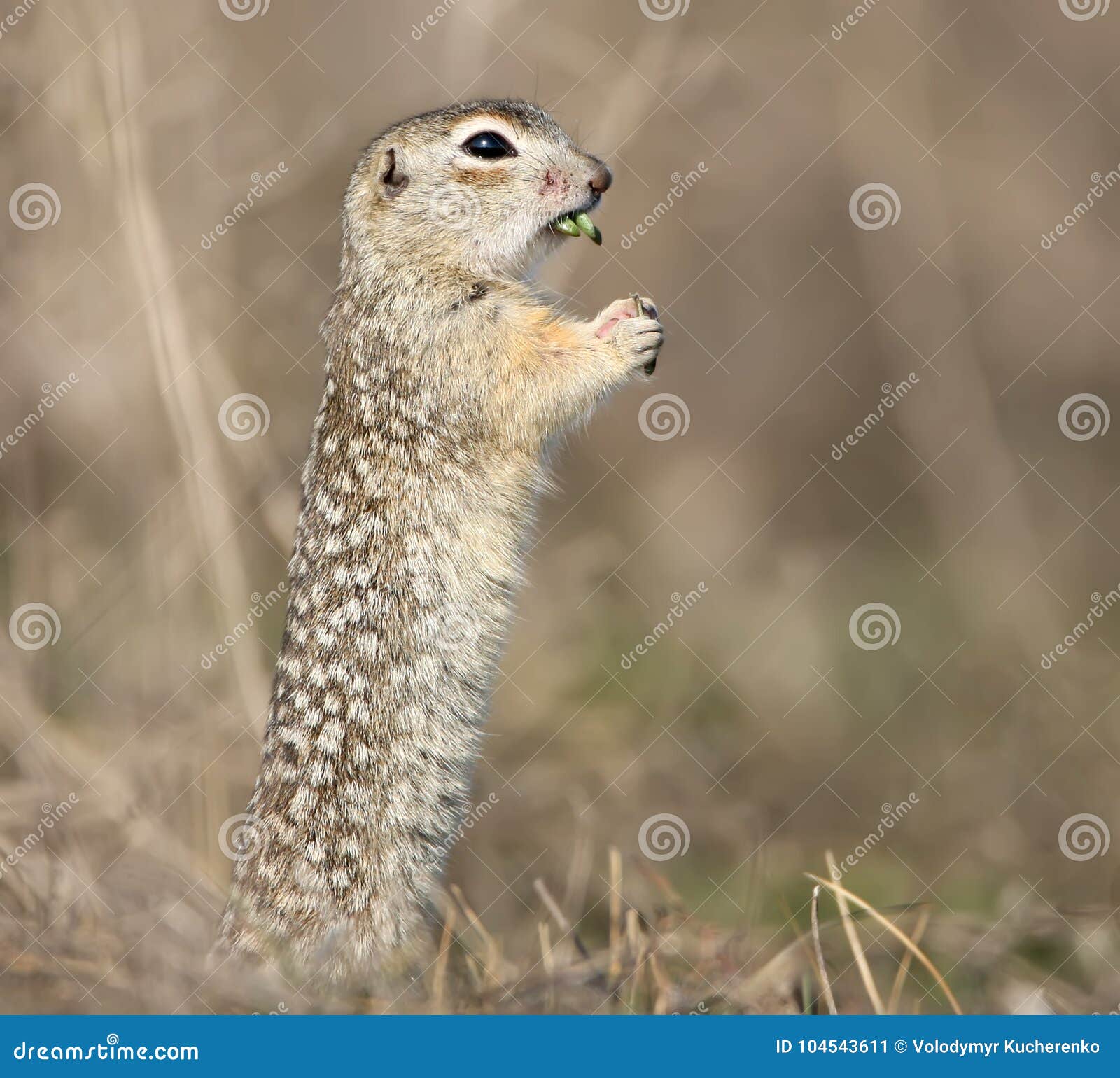 A Speckled Ground Squirrel Stands on a Funny Pose Stock Image - Image ...