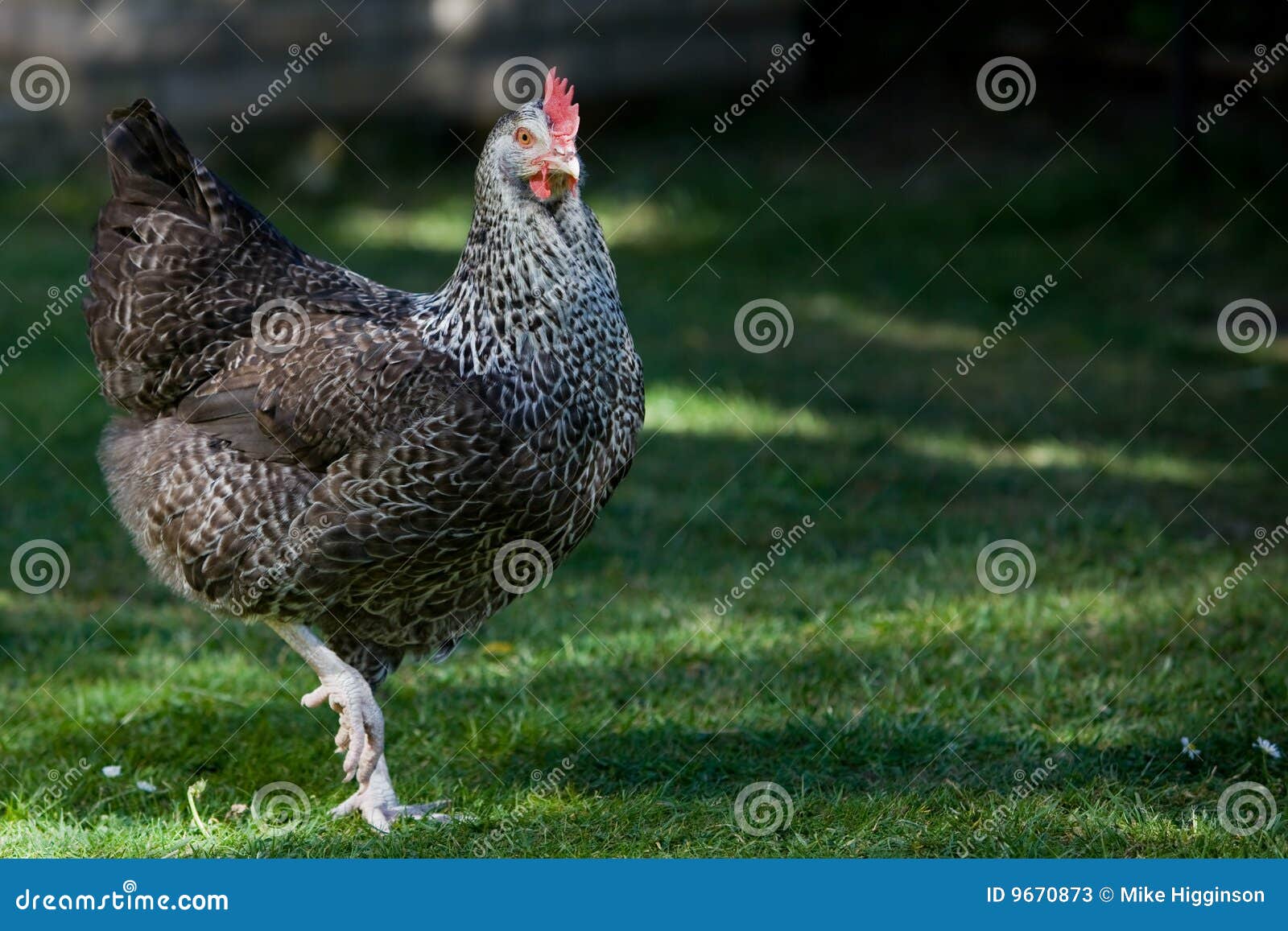 Speckled Hen stock image. Image of animals, walking, speckled - 9670873