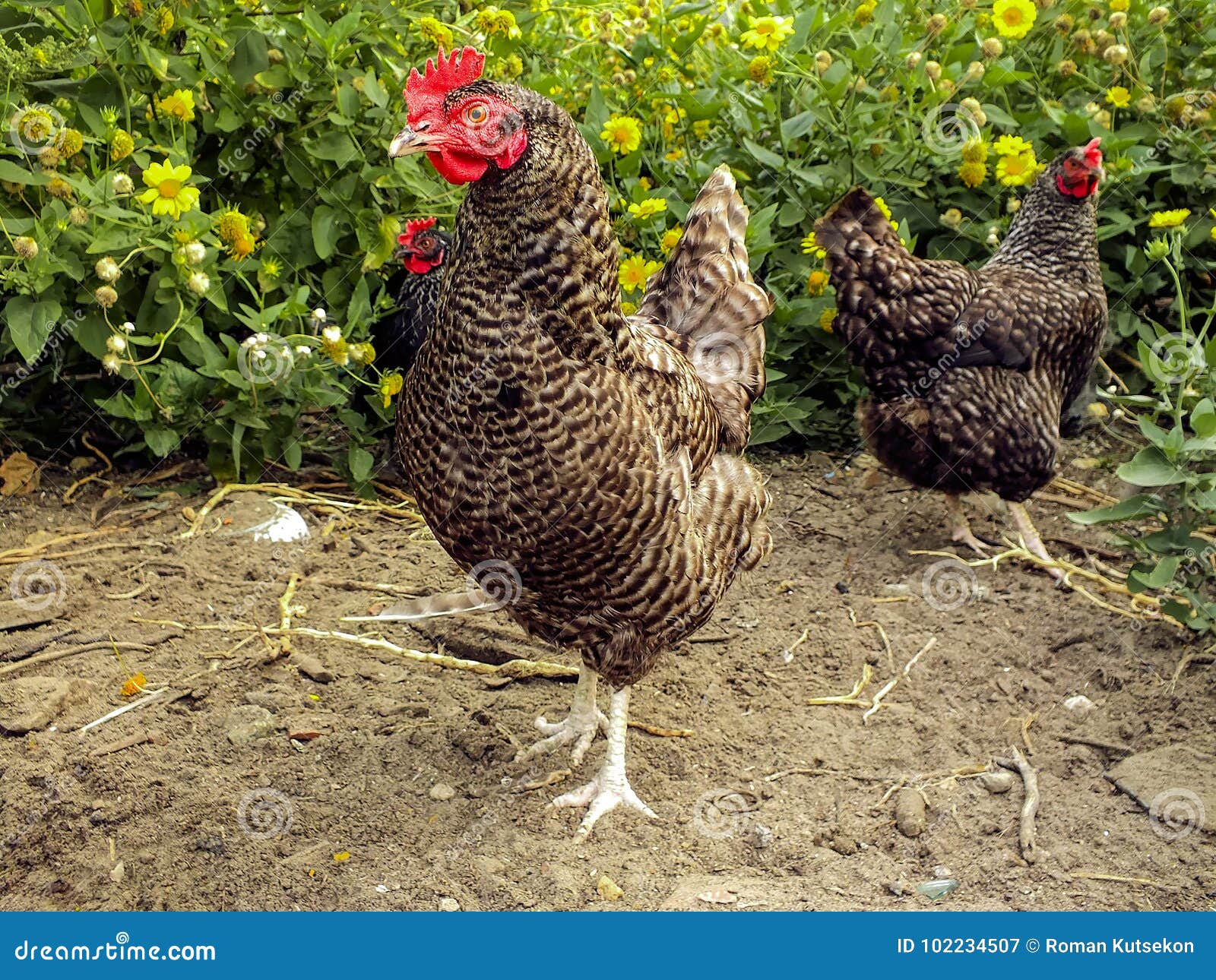 Speckled hen on barnyard stock image. Image of fauna - 102234507
