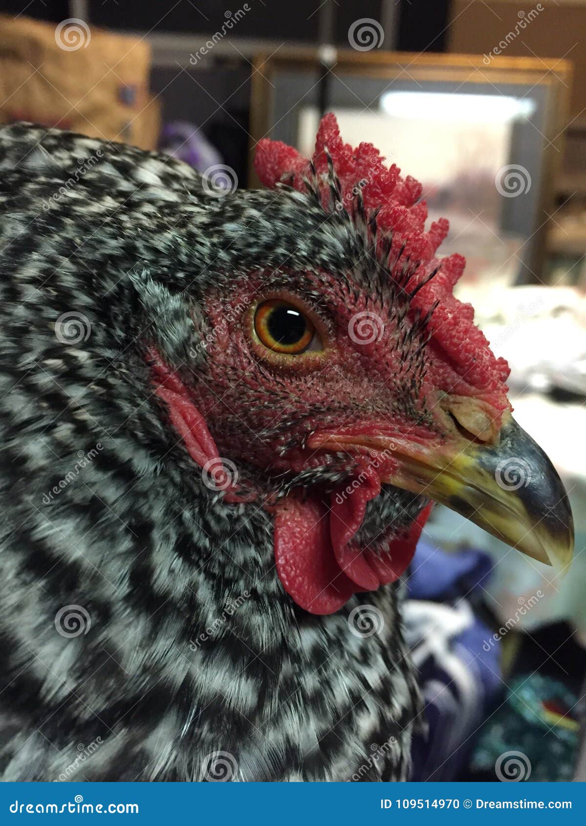 Speckled hen stock photo. Image of speckled, white, chicken - 109514970