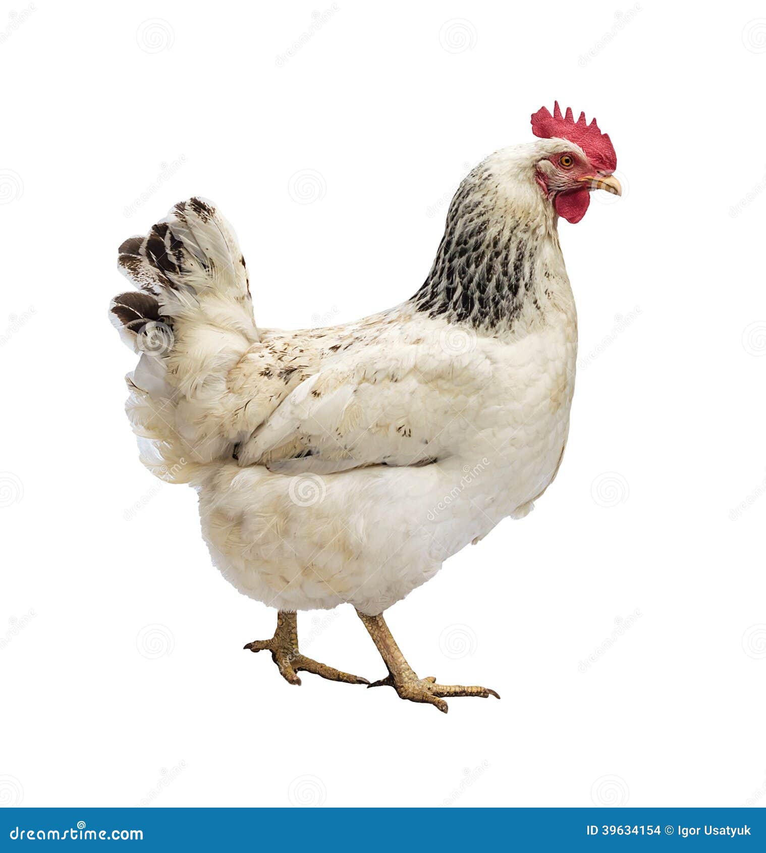 Speckled hen. stock photo. Image of bird, chick, farming - 39634154