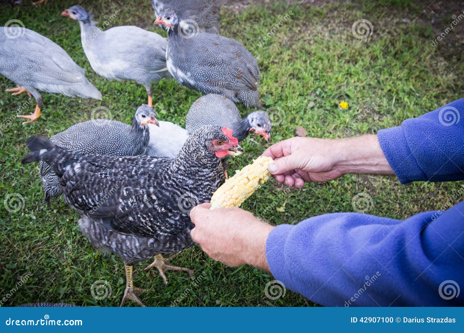 Speckled hen stock photo. Image of fowl, chicken, farming - 42907100