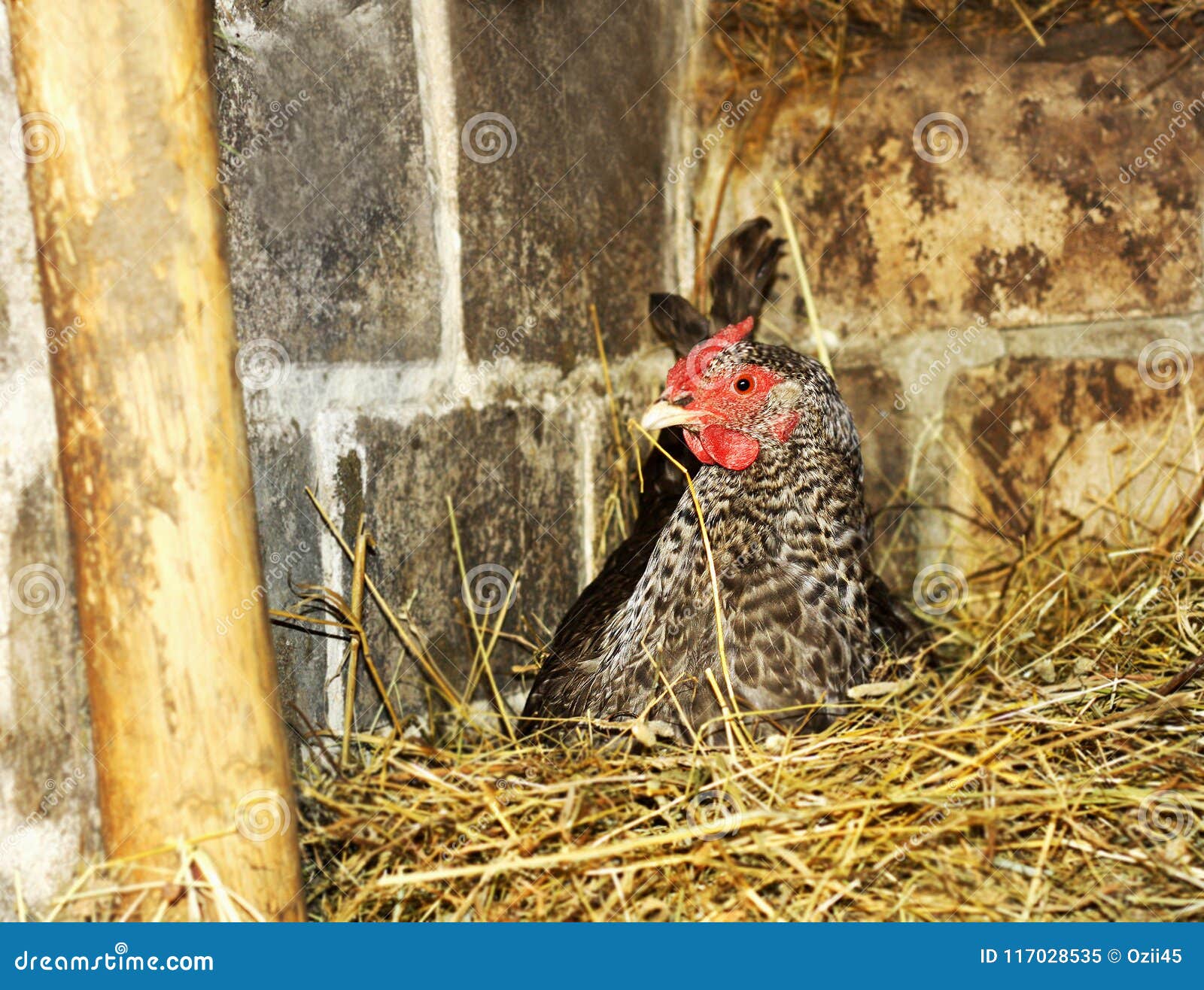 Speckled Hen-the Hen Sits on the Nest and Incubates the Eggs Stock ...
