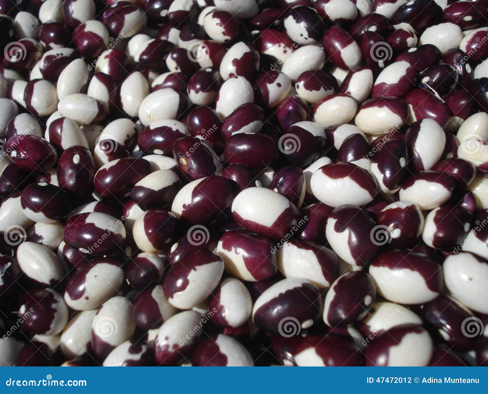 Speckled kidney beans stock photo. Image of crop, closeup - 47472012