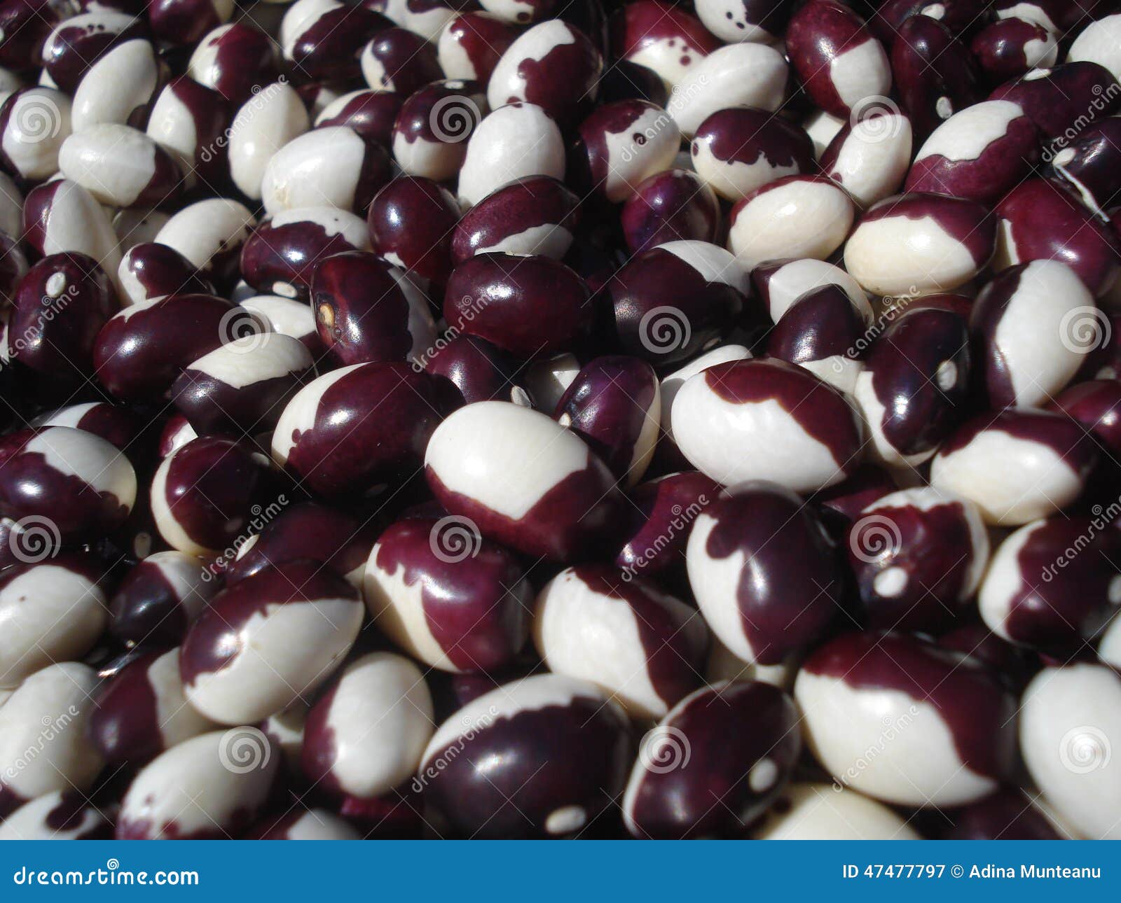 Speckled kidney beans stock image. Image of food, glossy - 47477797
