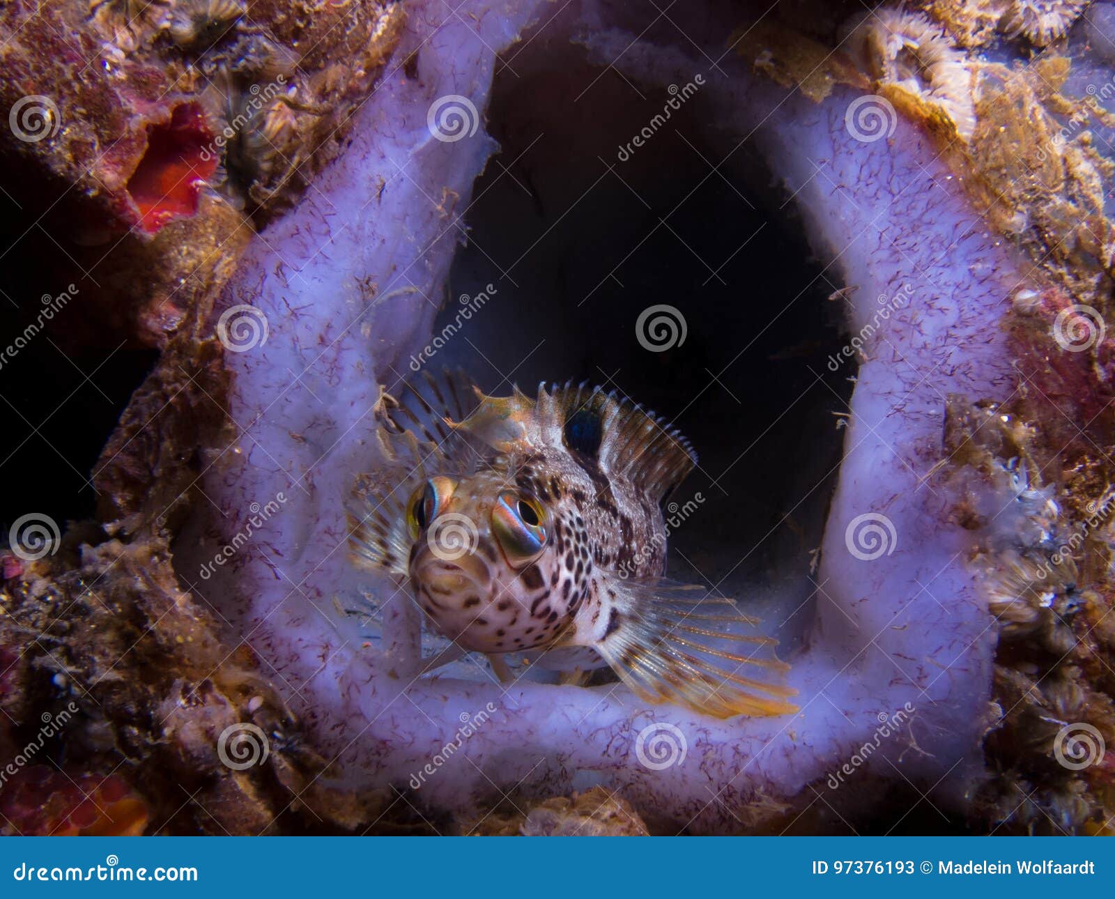 Speckled Klipfish Underwater on the Reef with Googly Eyes. Stock Image ...