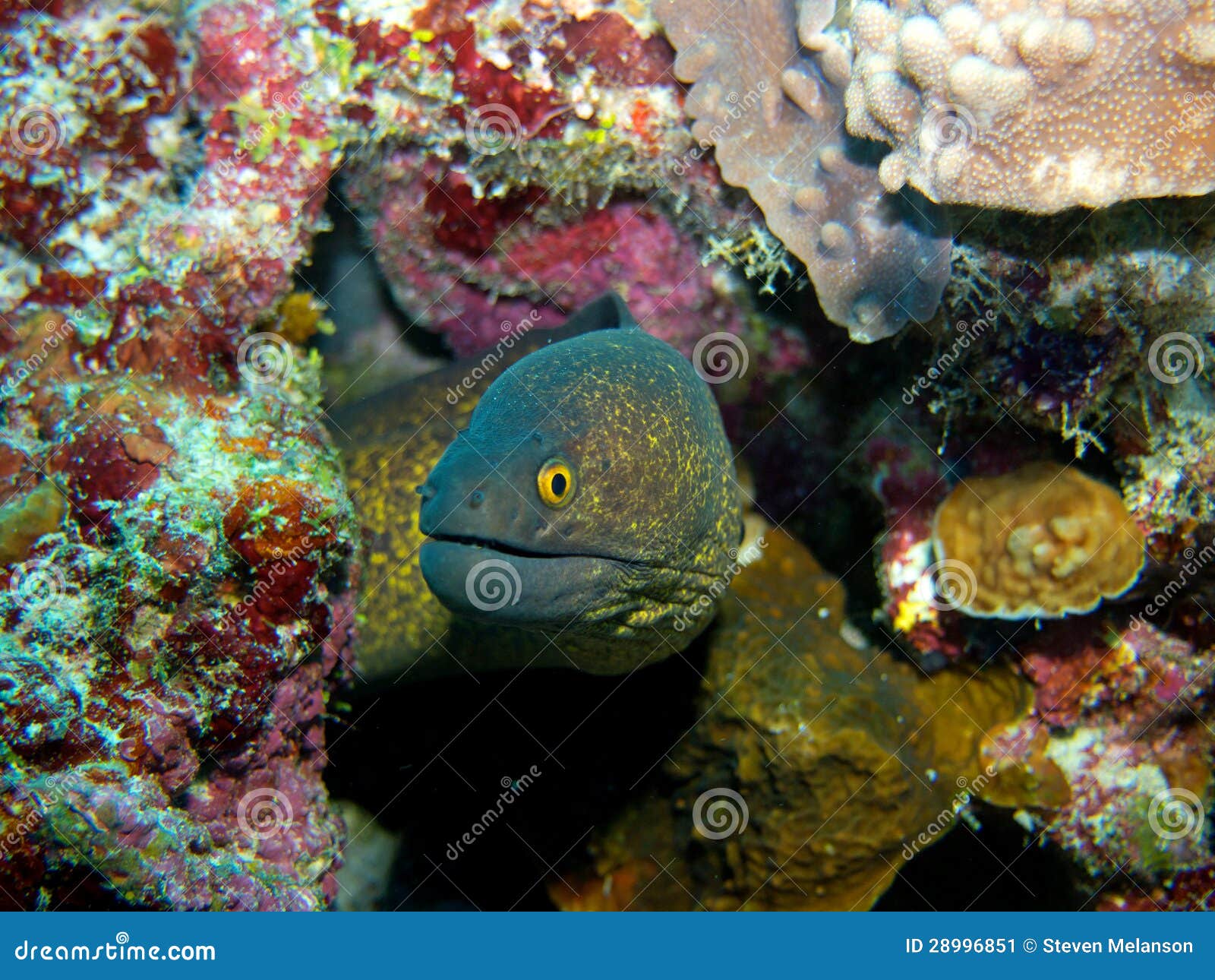 Speckled Moray eel stock image. Image of favagineus, marine - 28996851