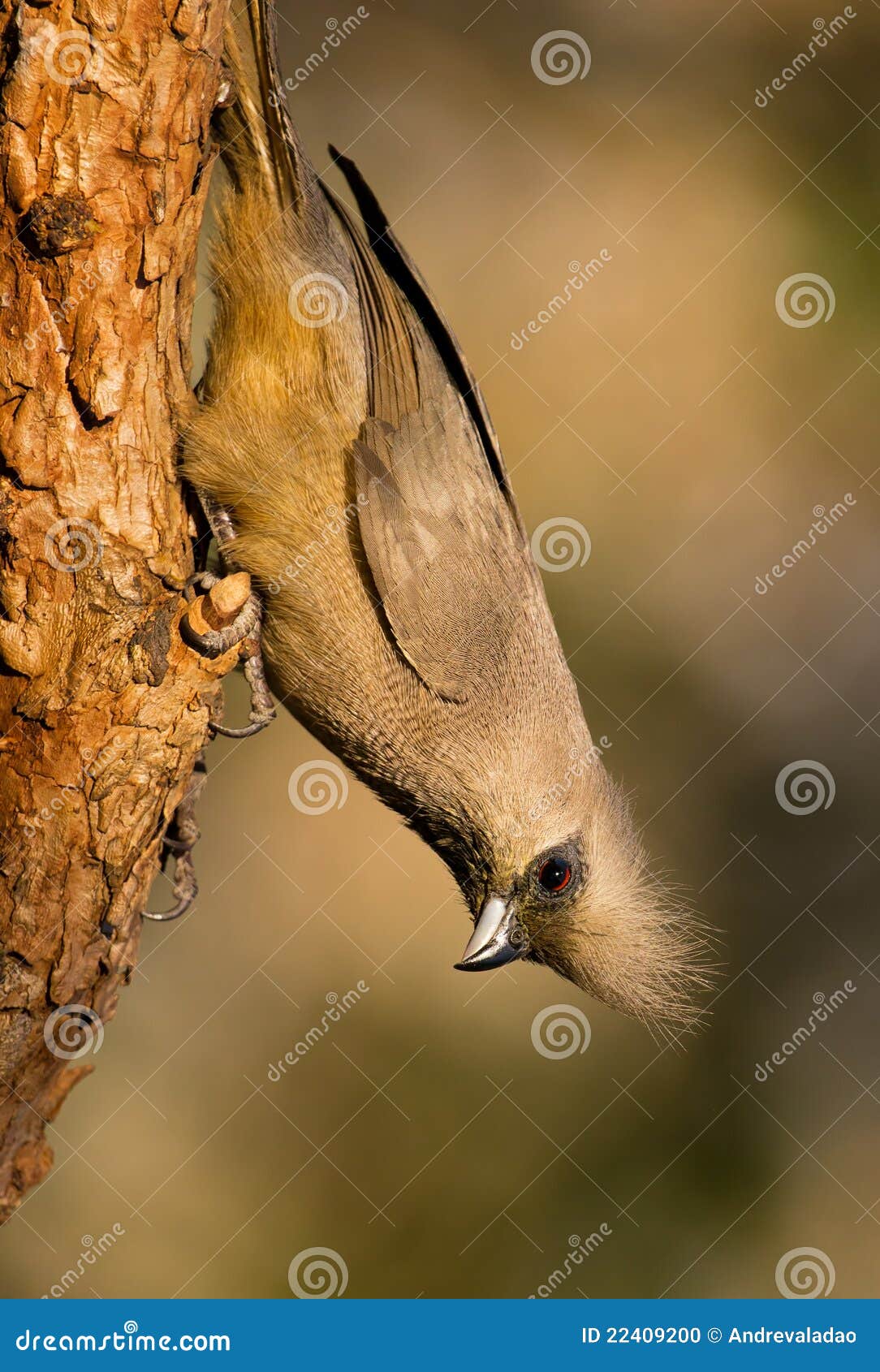Speckled mouse bird stock photo. Image of south, background - 22409200