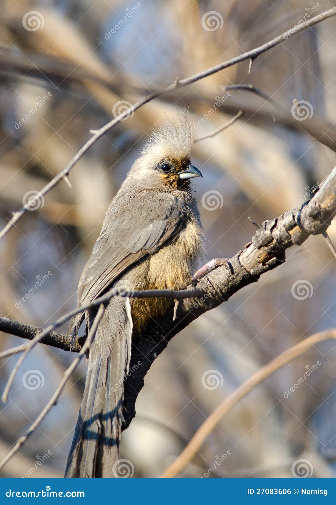 Speckled Mouse Bird in Bush Stock Photo - Image of prominent, thorny ...