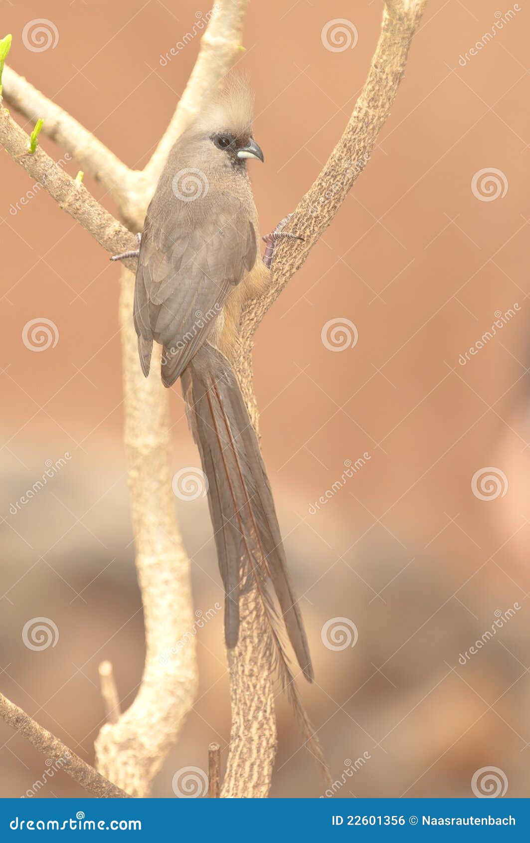 Speckled mousebird stock photo. Image of bird, mousebird - 22601356