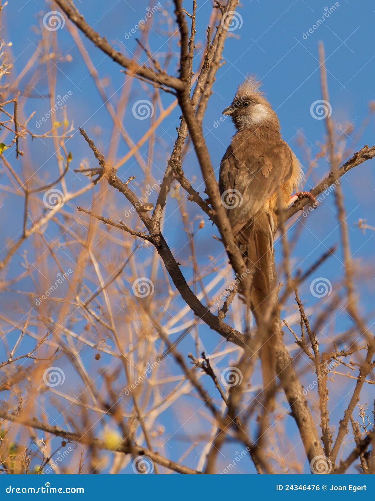 A Speckled Mousebird stock photo. Image of africa, locations - 24346476