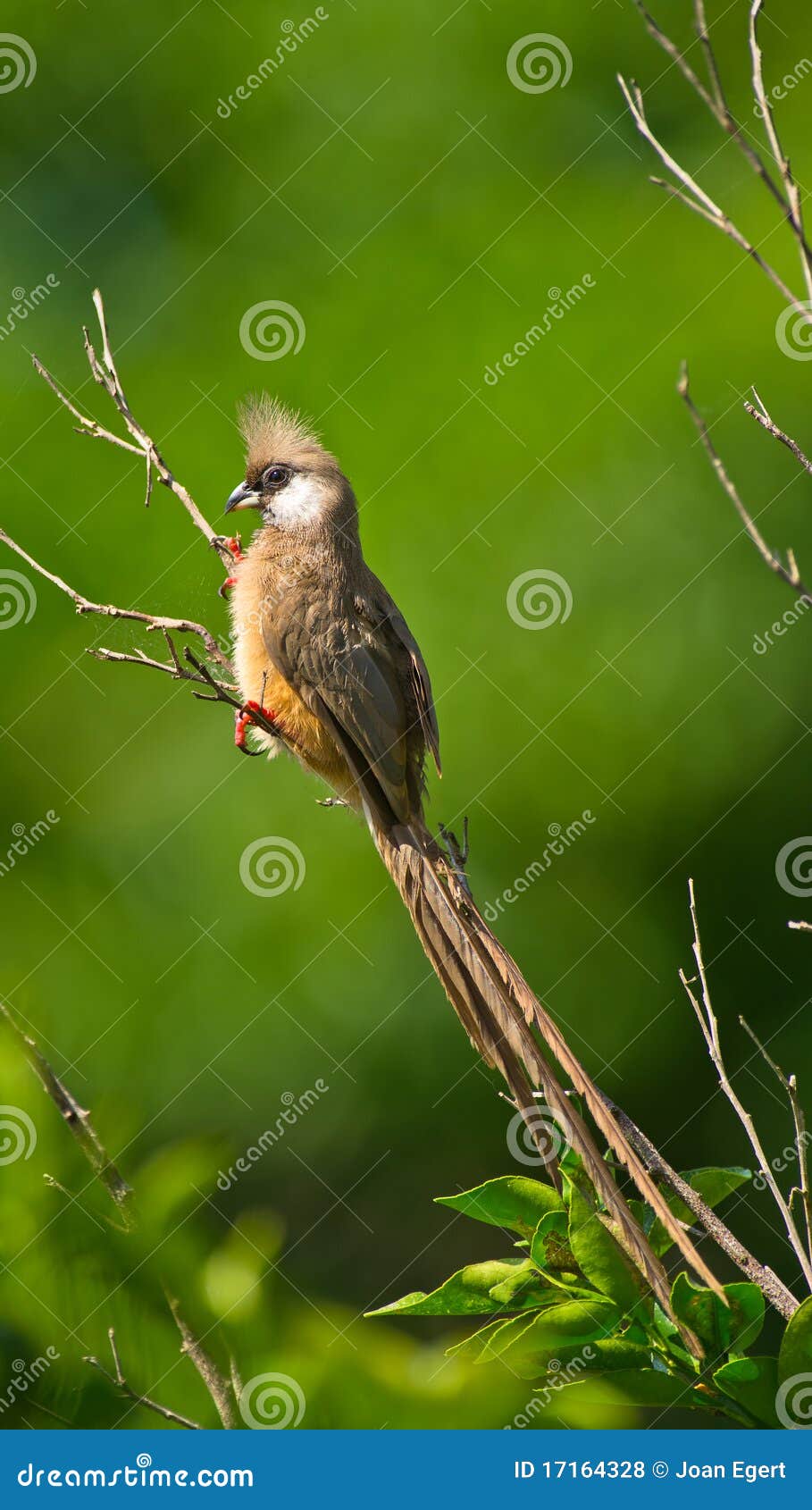 A Speckled Mousebird on a Branch Stock Photo - Image of active, fauna ...