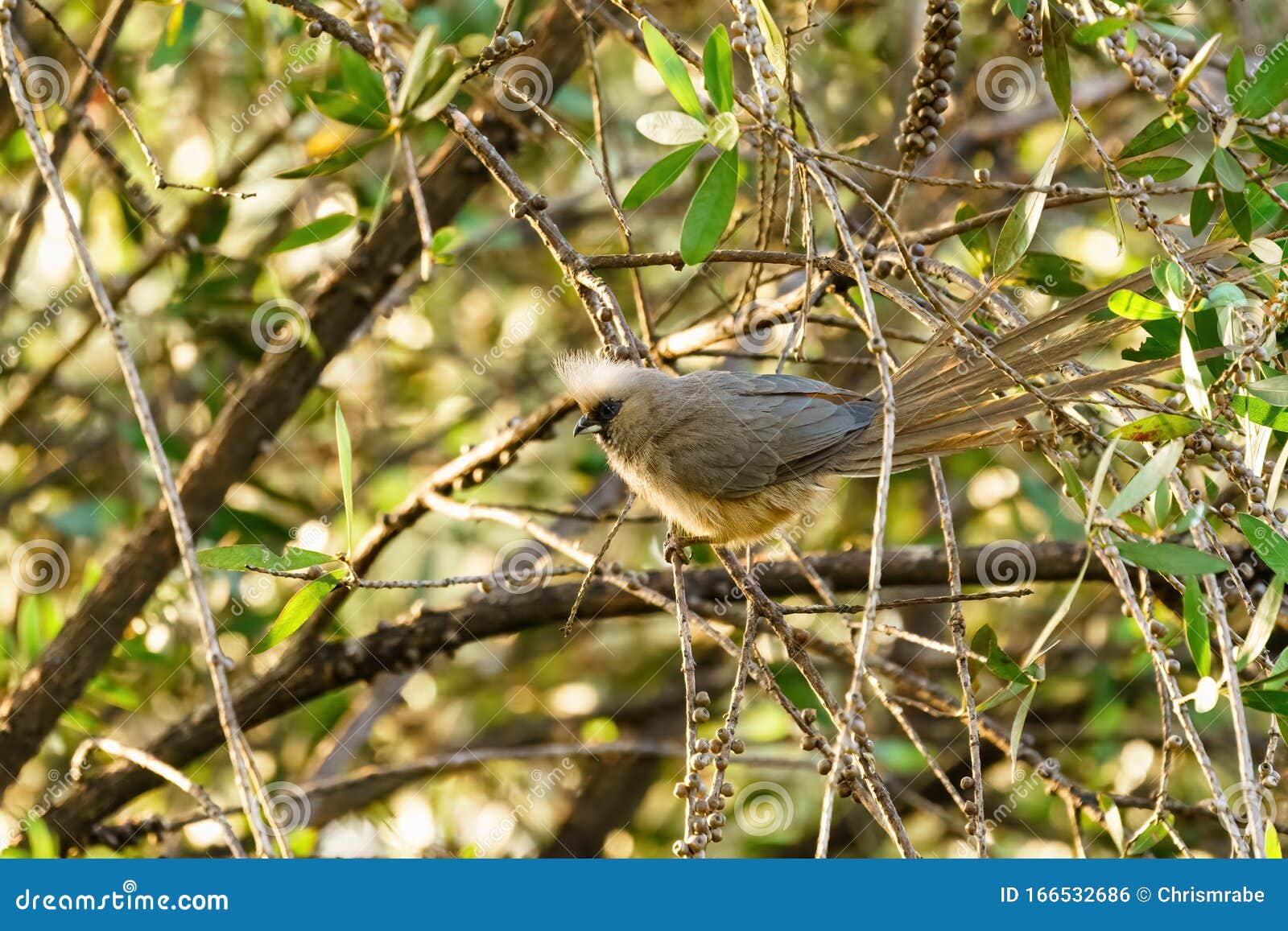 Speckled Mousebird (Colius Striatus Stock Photo - Image of colius, bird ...