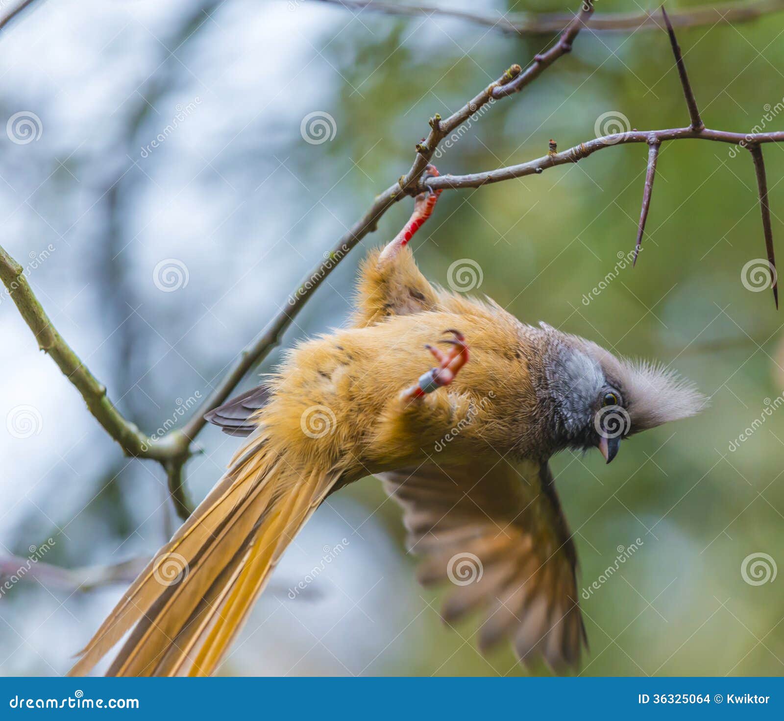 Speckled Mousebird stock photo. Image of branch, colius - 36325064