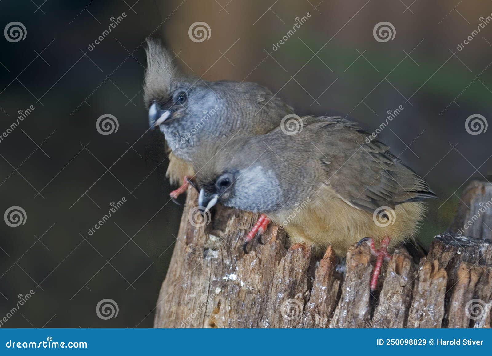 Speckled Mousebird, Colius Striatus, Perched Stock Image - Image of ...