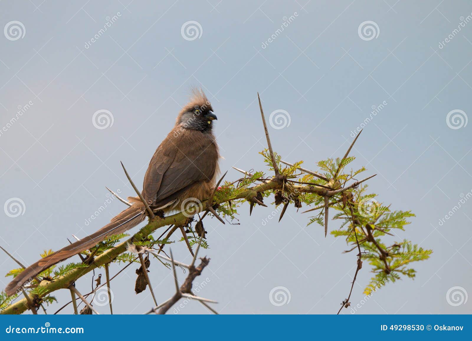 Speckled mousebird stock photo. Image of chordata, area - 49298530