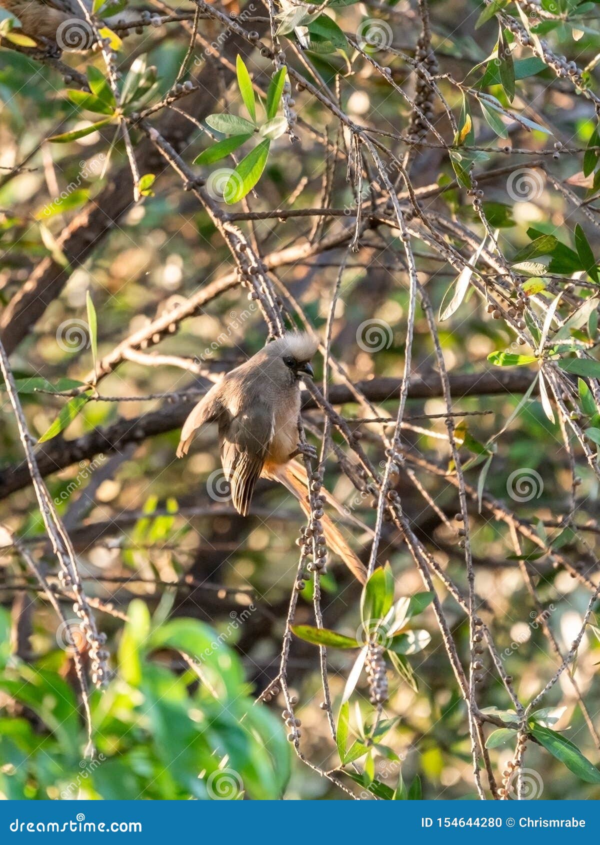 Speckled Mousebird (Colius Striatus) in South Africa Stock Photo ...
