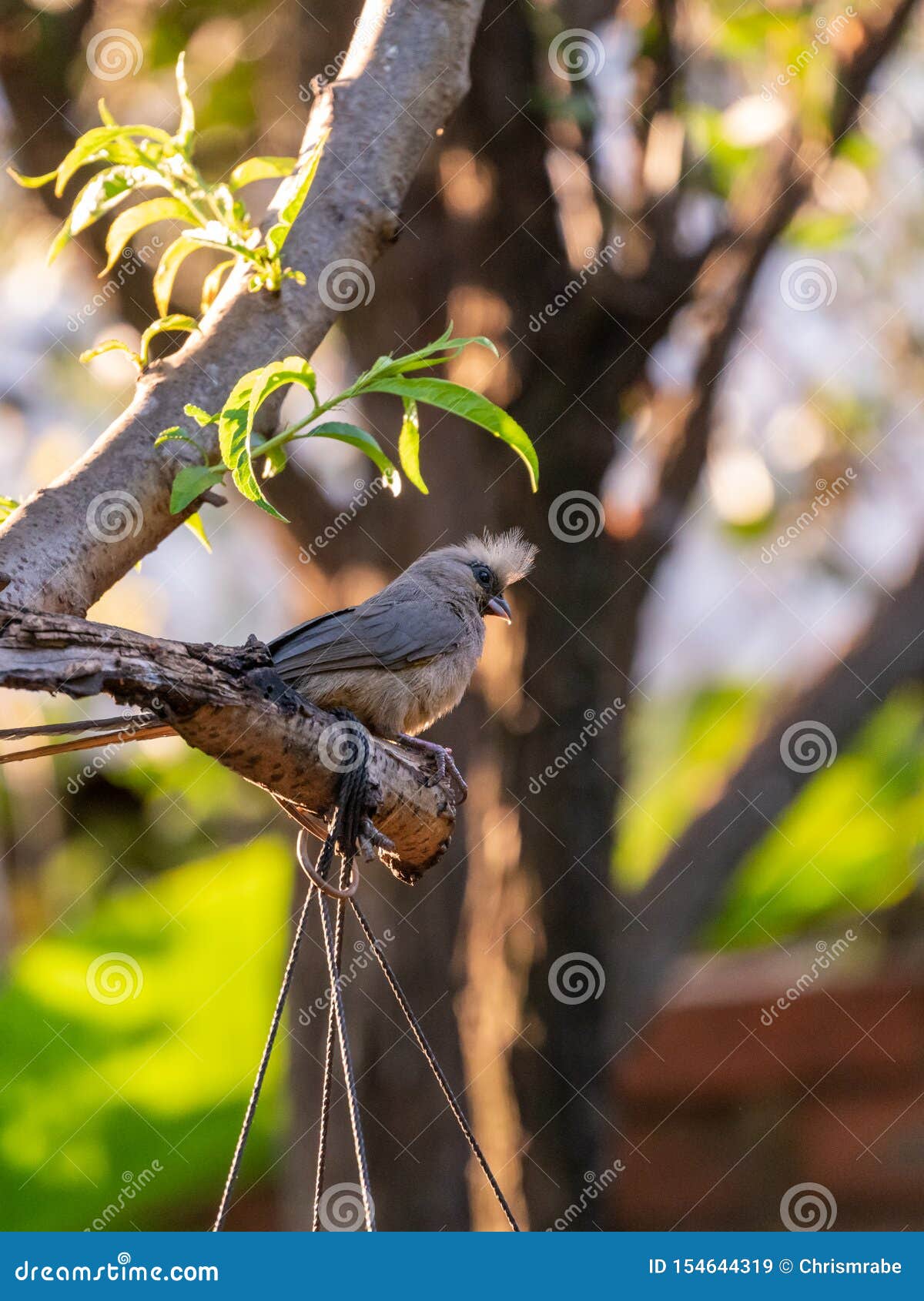 Speckled Mousebird (Colius Striatus) in South Africa Stock Image ...