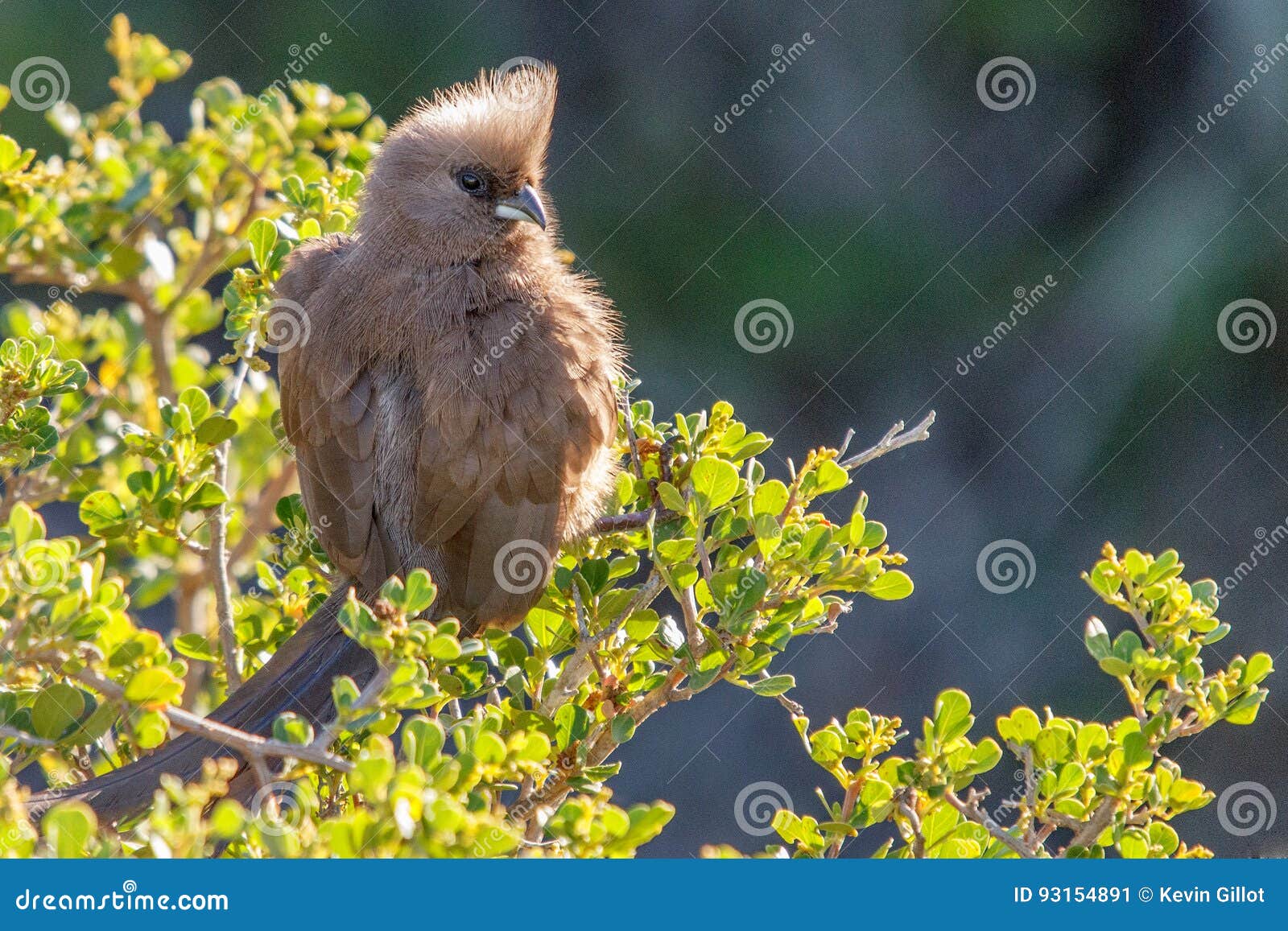 Speckled Mousebird Colius Striatus Stock Image - Image of green, bird ...