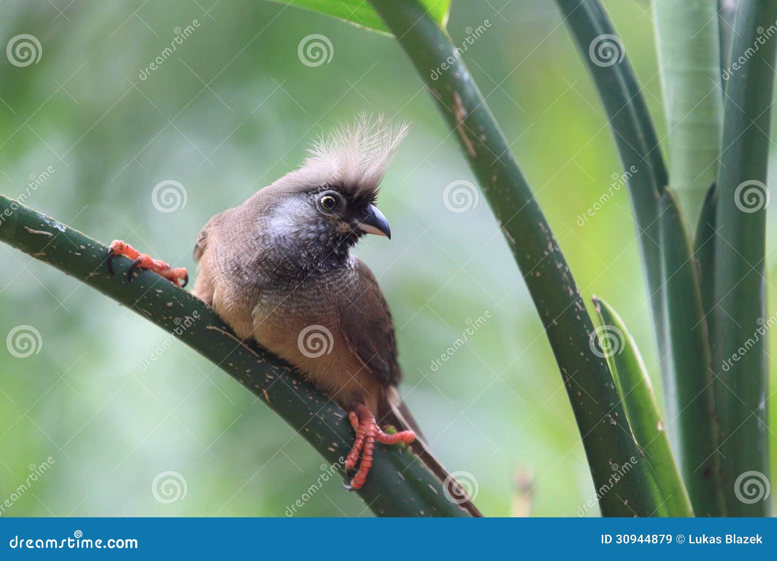 Speckled mousebird stock image. Image of sitting, bird - 30944879