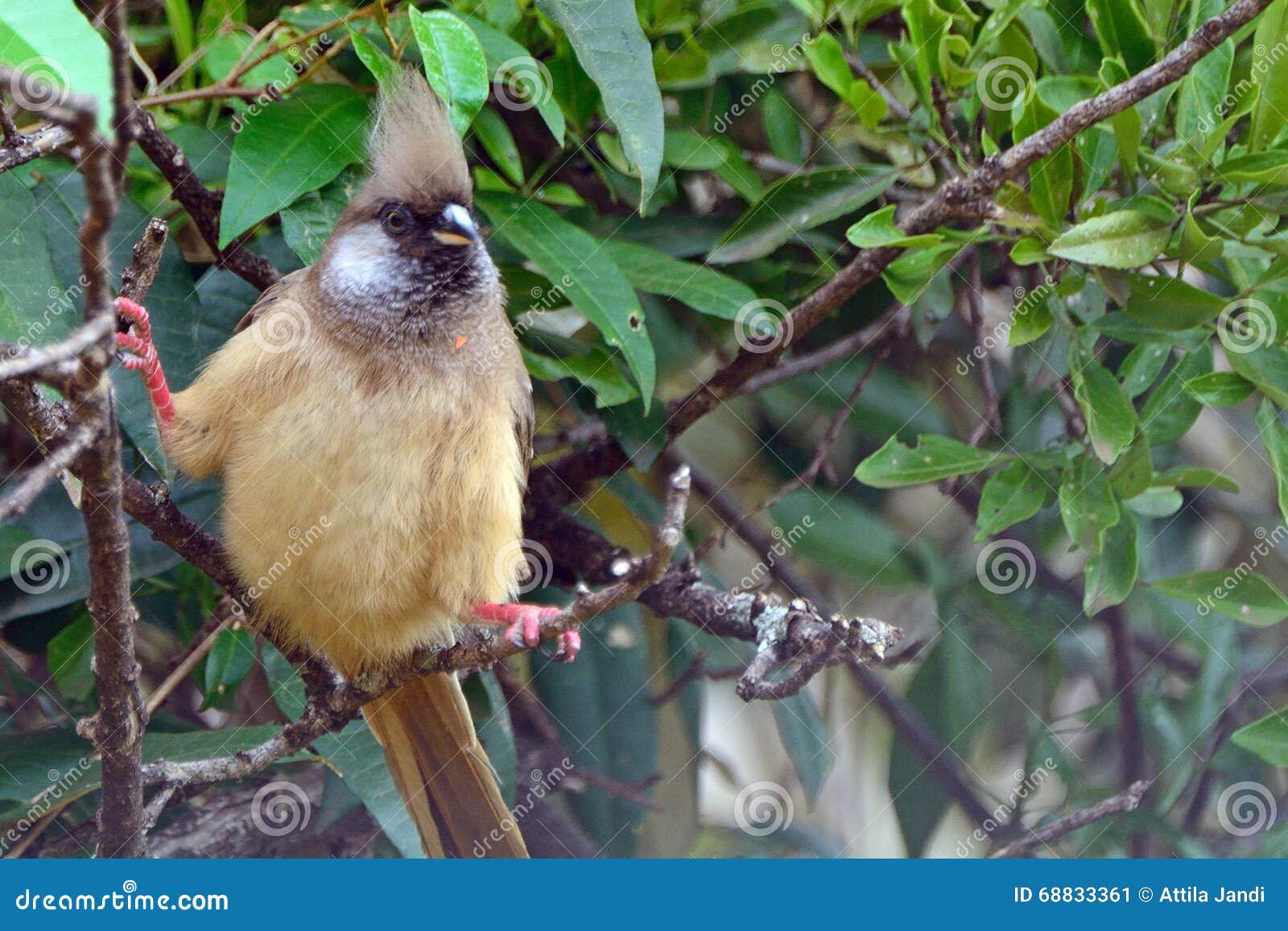 Speckled Mousebird, Maasai Mara Game Reserve, Kenya Stock Image - Image ...
