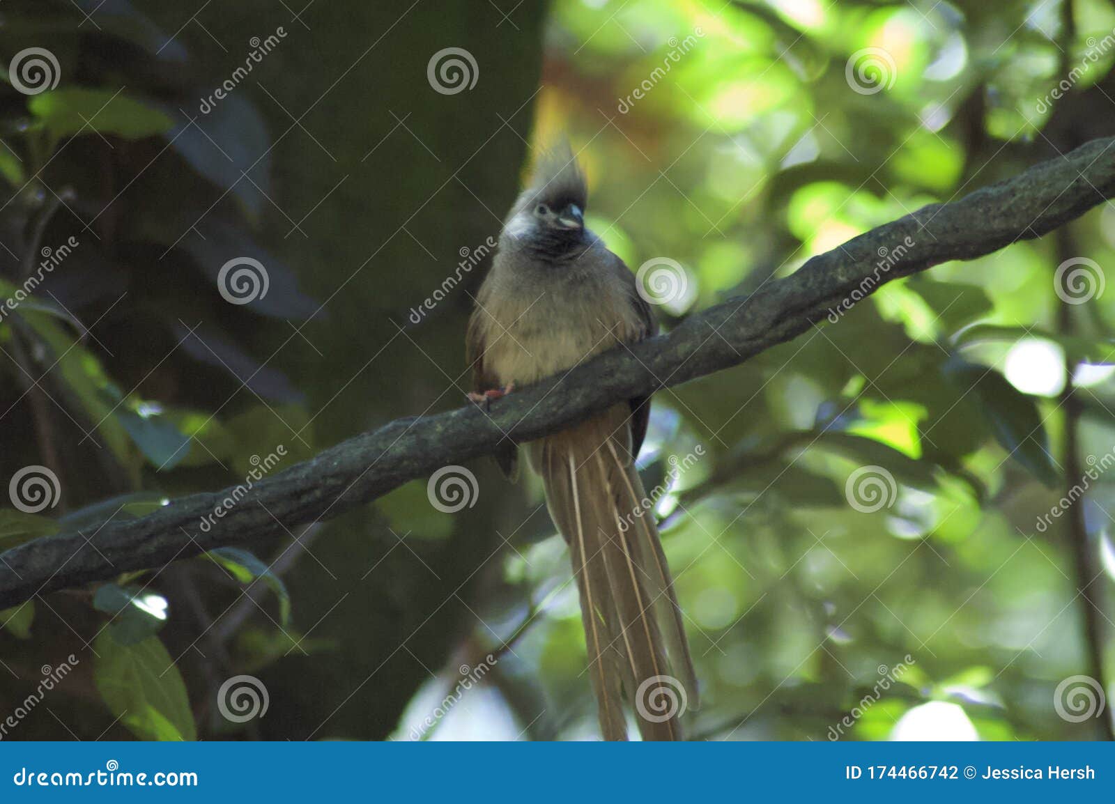 Speckled mousebird stock photo. Image of animals, sitting - 174466742