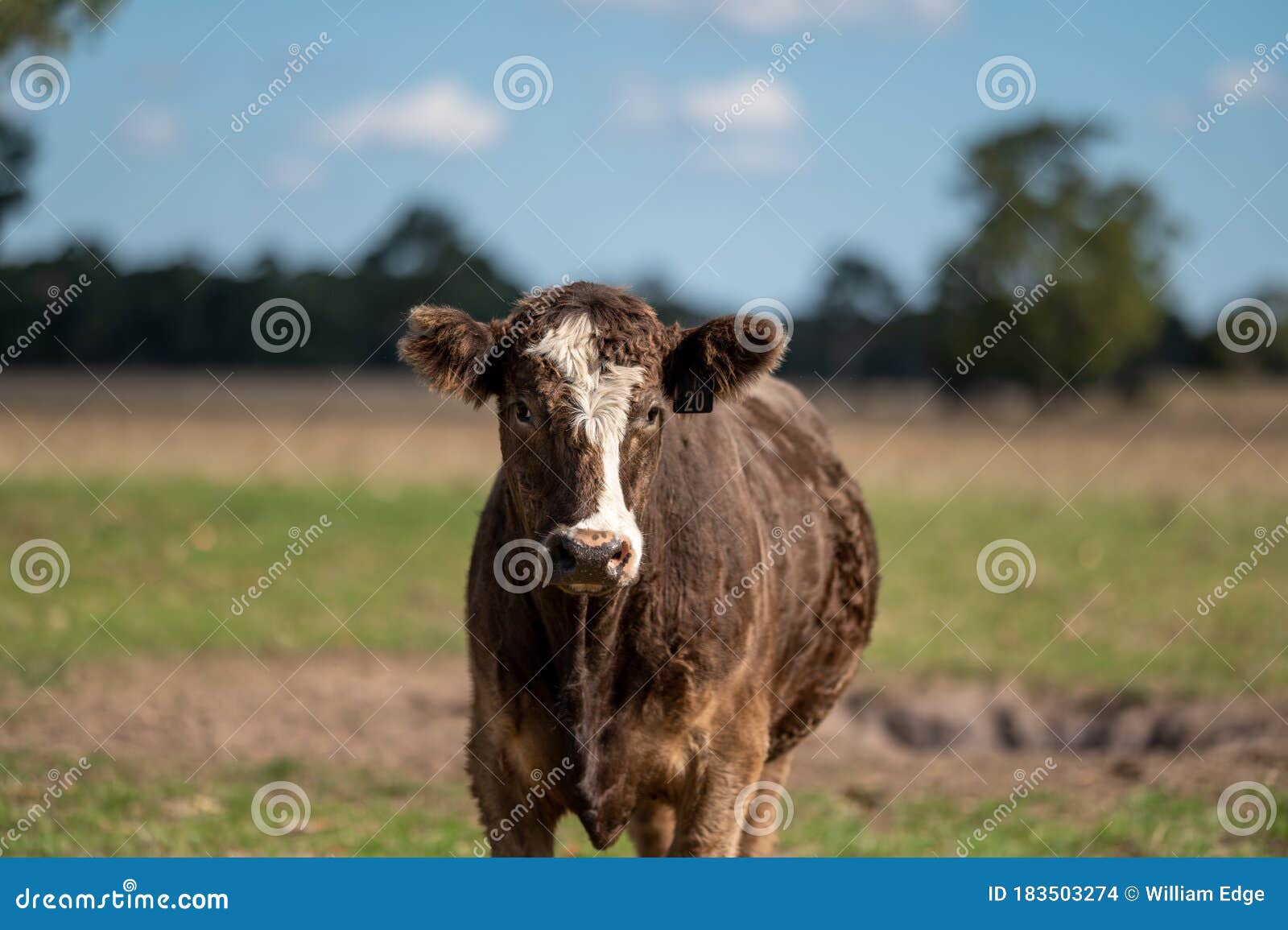 Speckled Park Calf, Grazing on Lush Pasture Stock Photo - Image of ...