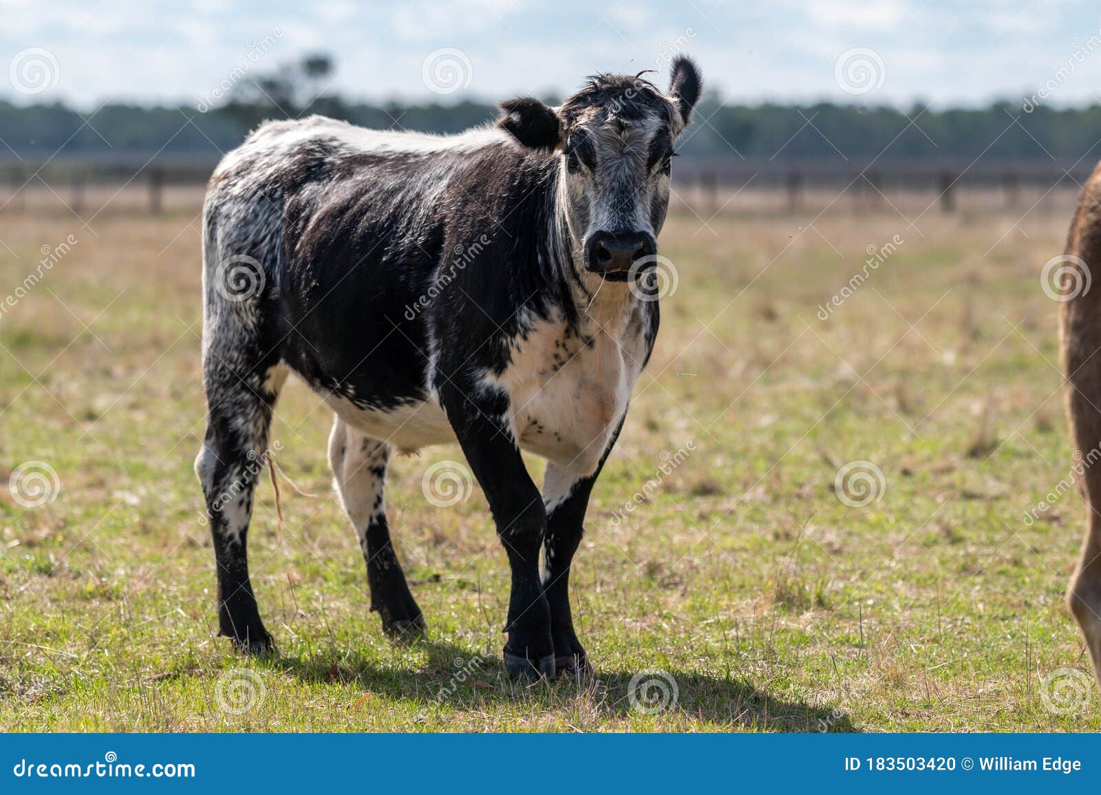 Speckled Park Calf, Grazing on Lush Pasture Stock Photo - Image of ...