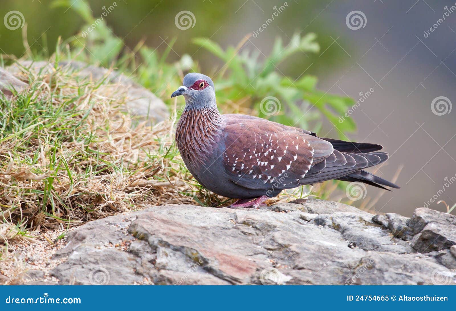 Speckled Pigeon Sitting on a Rock Stock Image - Image of head, birdlife ...