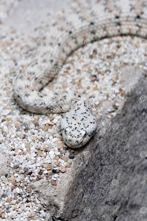 Speckled Rattel Snake stock image. Image of belly, serpent - 24680879