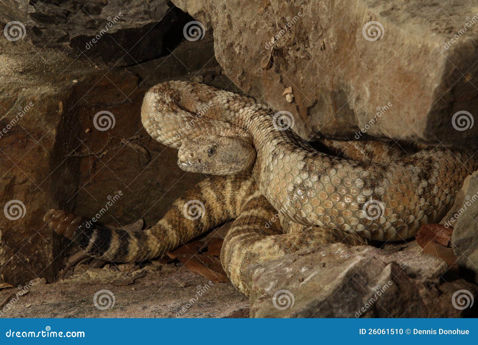 Speckled Rattlesnake - Crotalus Mitchelli Stock Photo - Image of viper ...