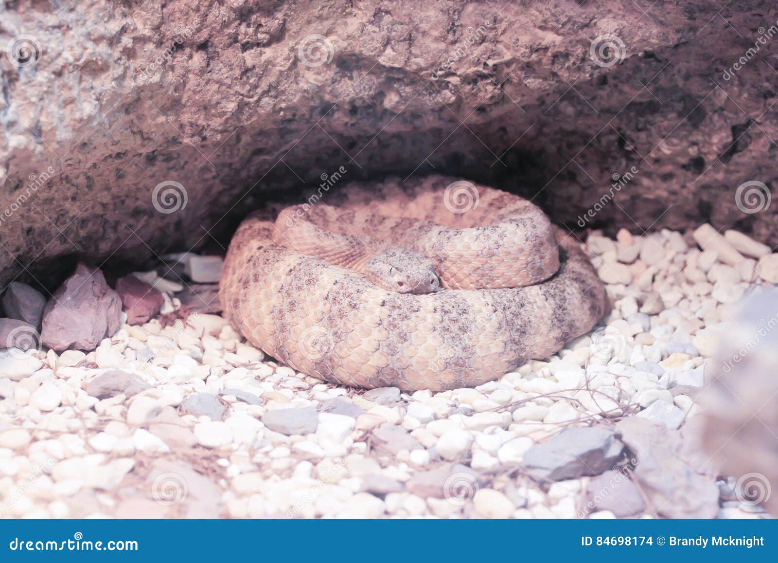 Southwestern Speckled Rattlesnake, Crotalus Pyrrhus, Resting On A Rock ...