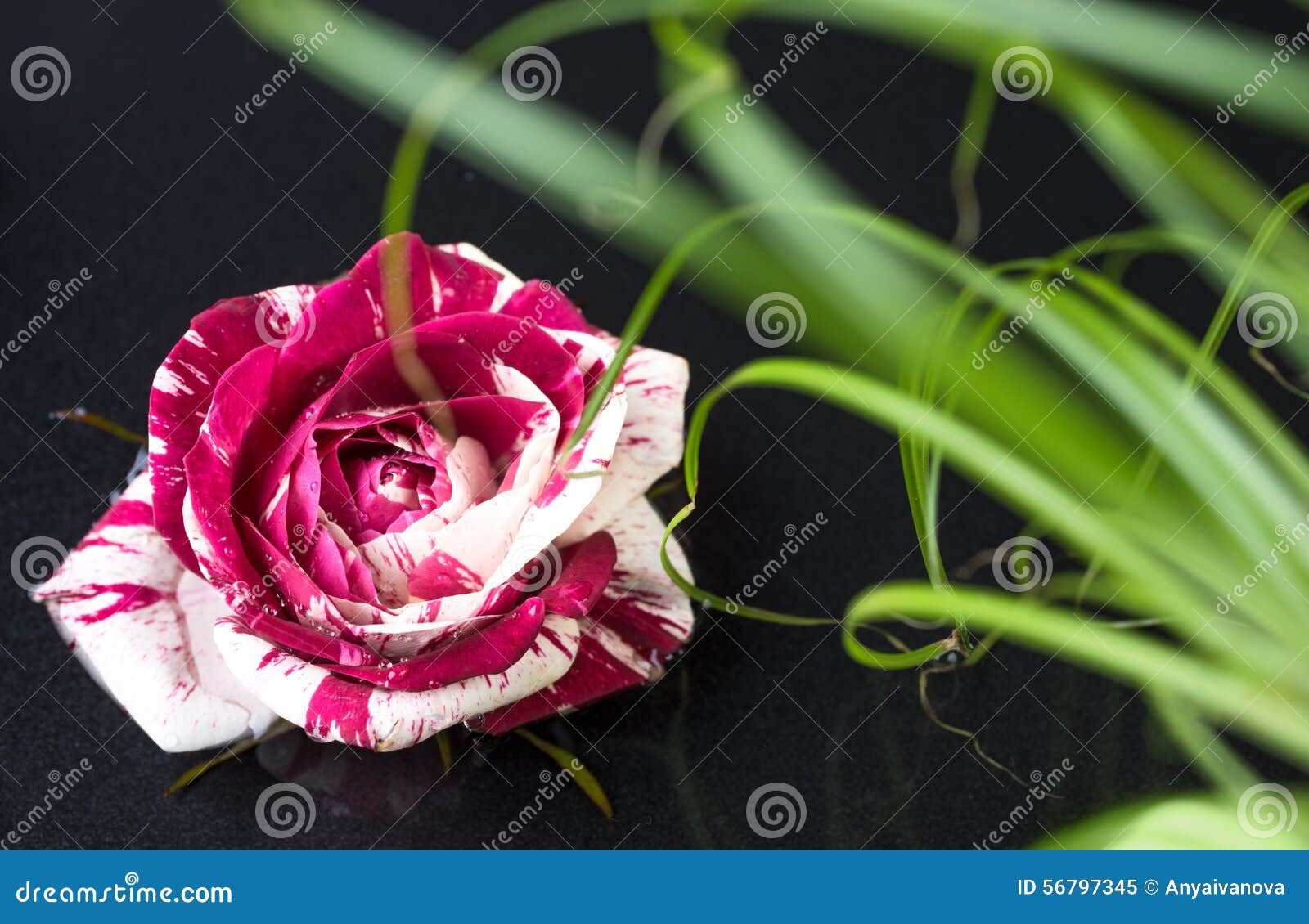 Speckled Rose Floating in Water with Green Grass Stock Image - Image of ...