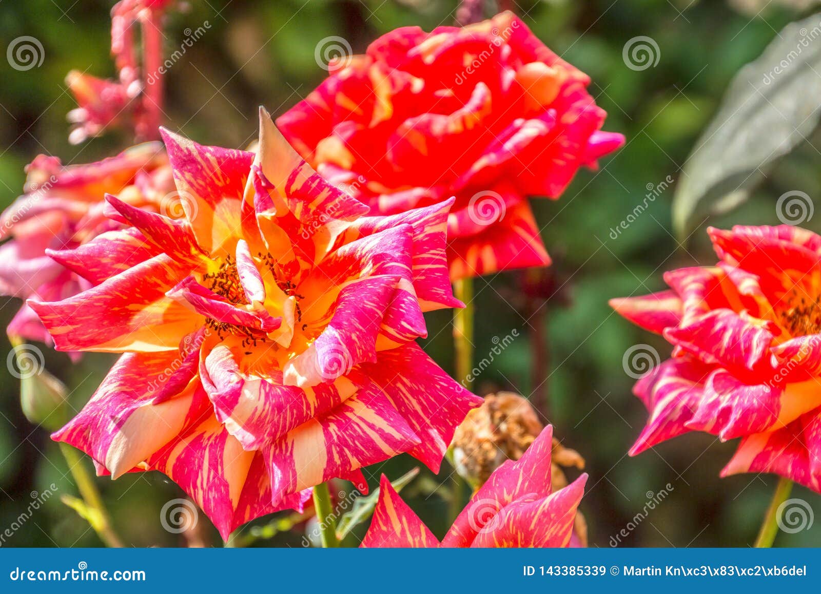 Speckled rose in a garden stock image. Image of africa - 143385339