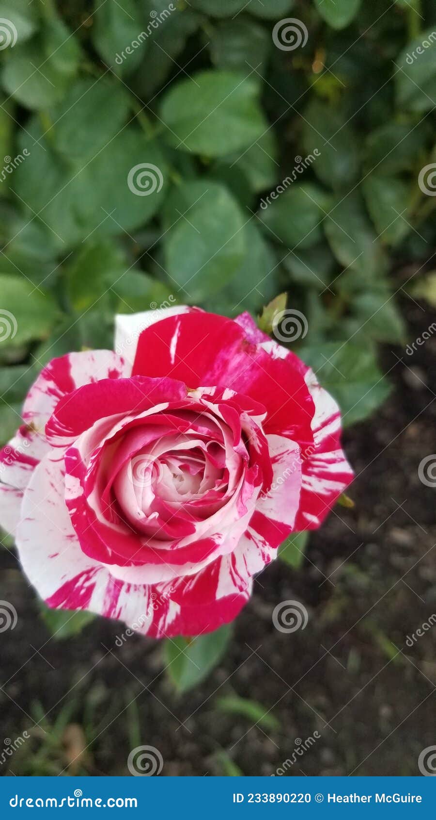 Speckled rose photo stock photo. Image of nature, beautiful - 233890220