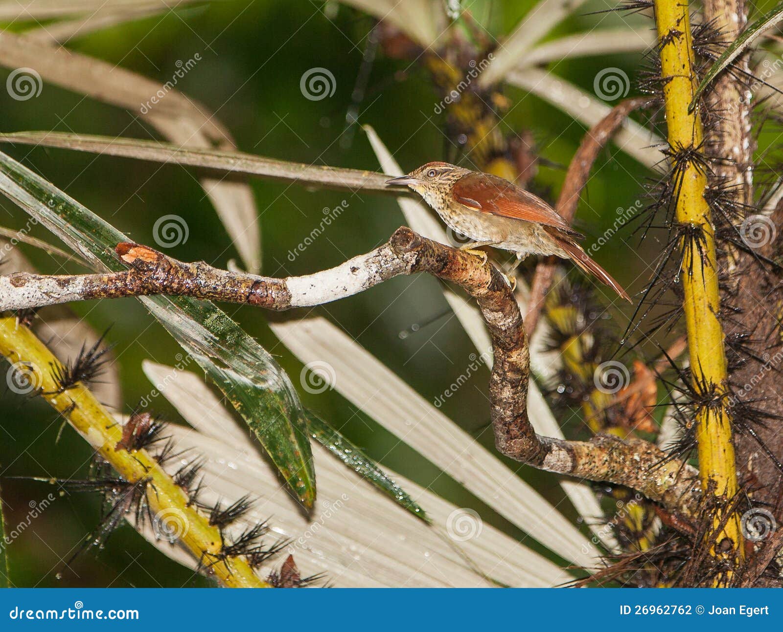 Speckled Thick-toed Gecko Pachydactylus Punctatus Royalty-Free Stock ...